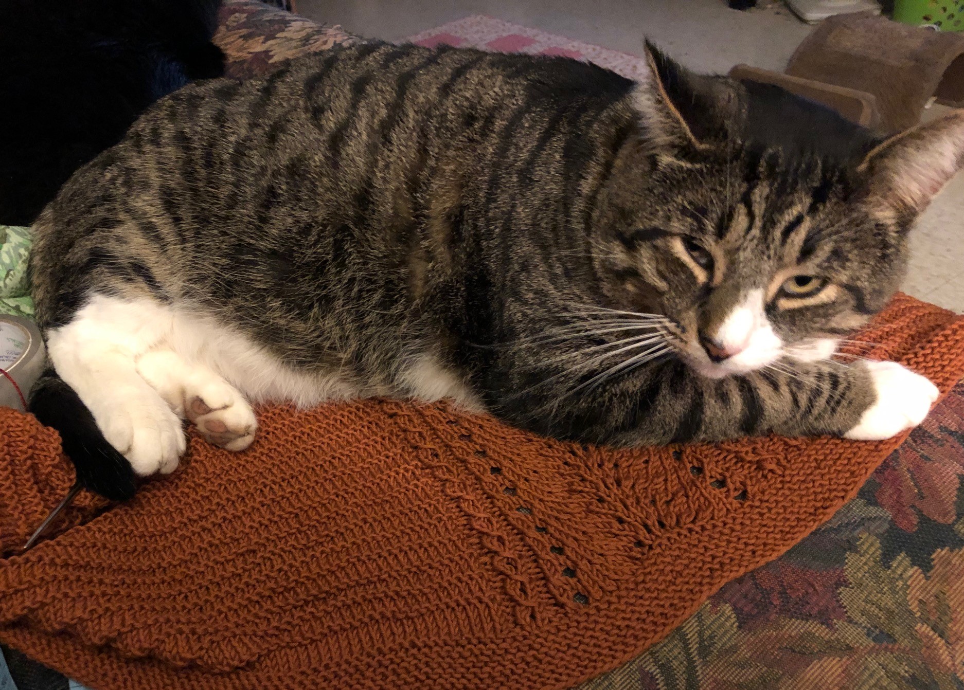 Back to poncho purgatory – Wandering Cat Studio