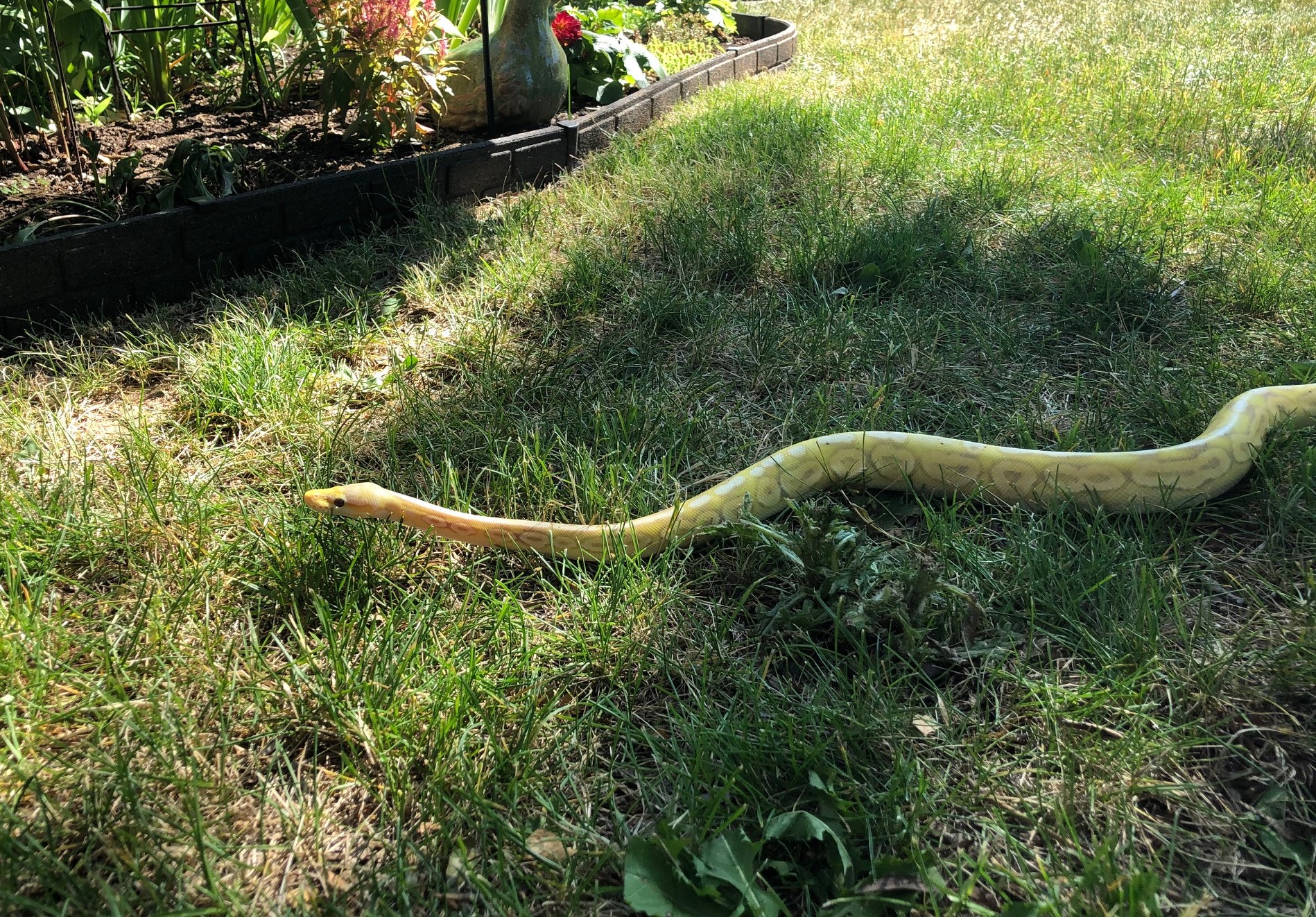 Snakey, snakey in the grass – Wandering Cat Studio