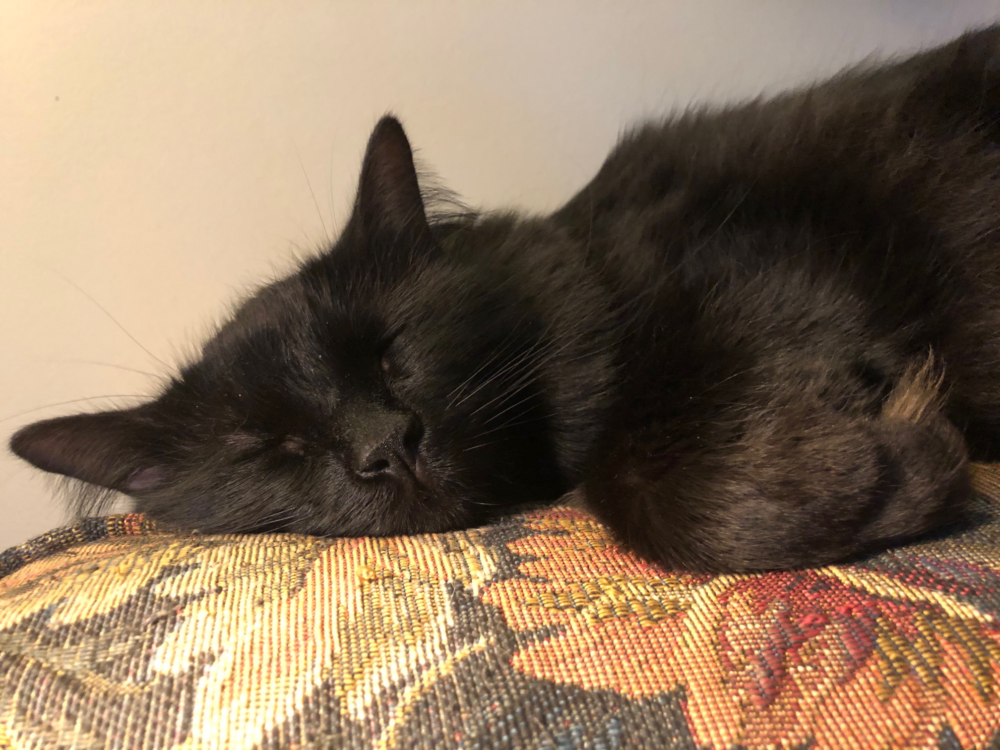 Three cheers for LBB – Wandering Cat Studio