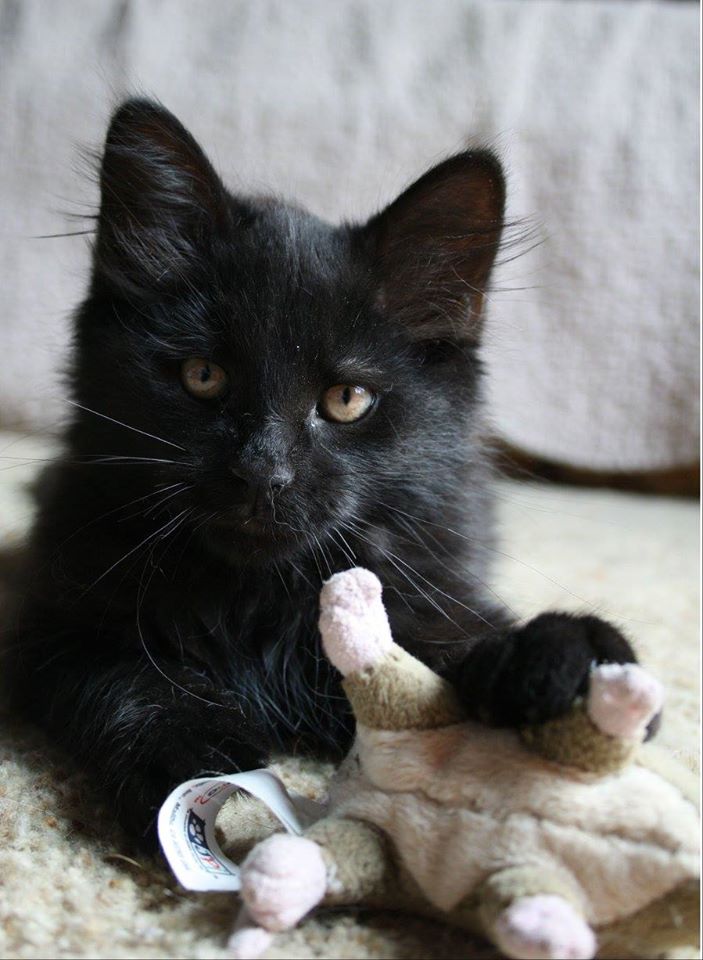 Three cheers for LBB – Wandering Cat Studio