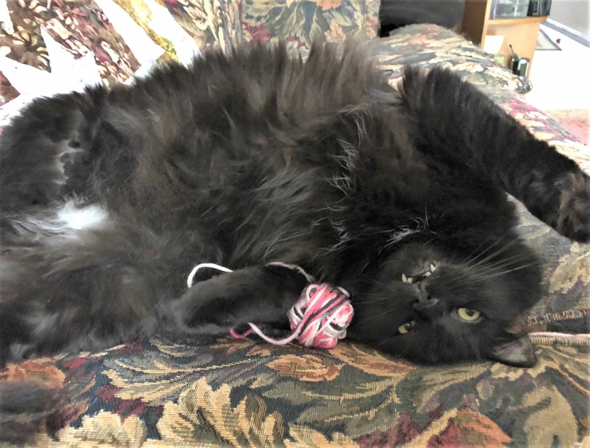 Three cheers for LBB – Wandering Cat Studio