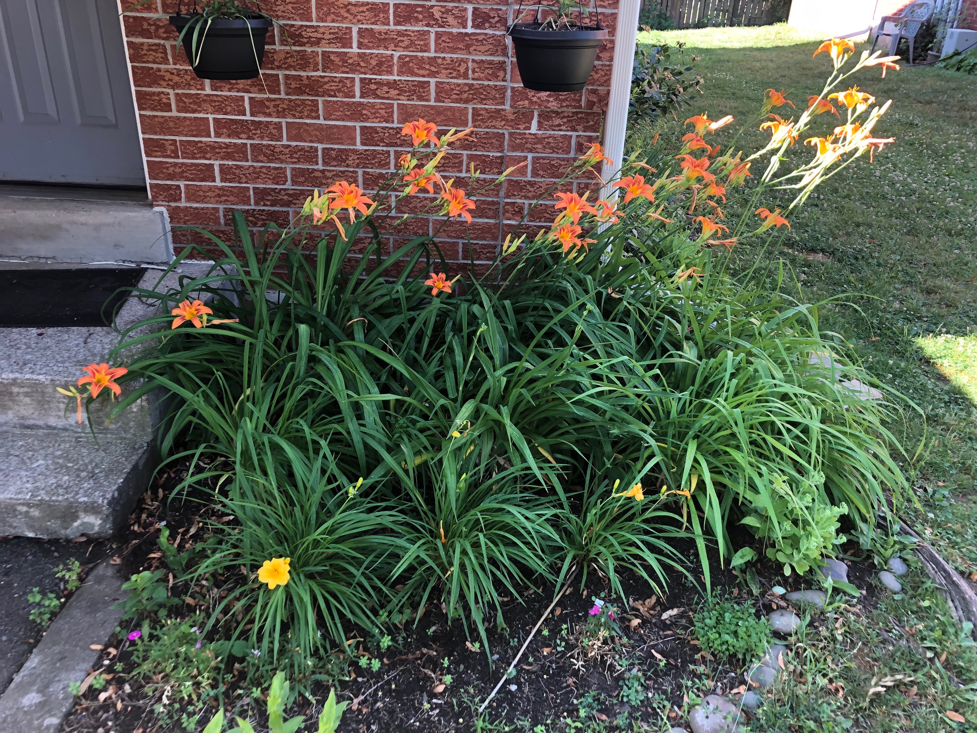 Lilies make my heart sing – Wandering Cat Studio