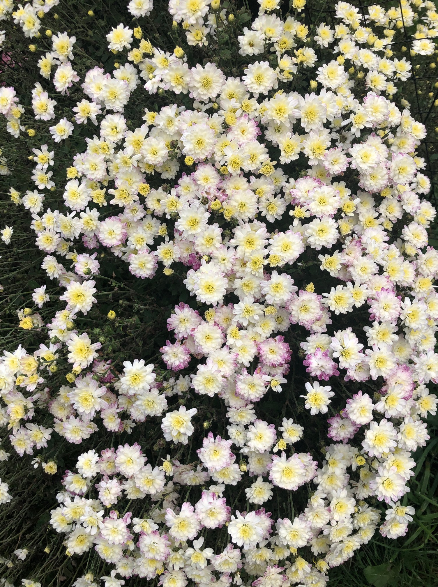 Garden gifts – Wandering Cat Studio