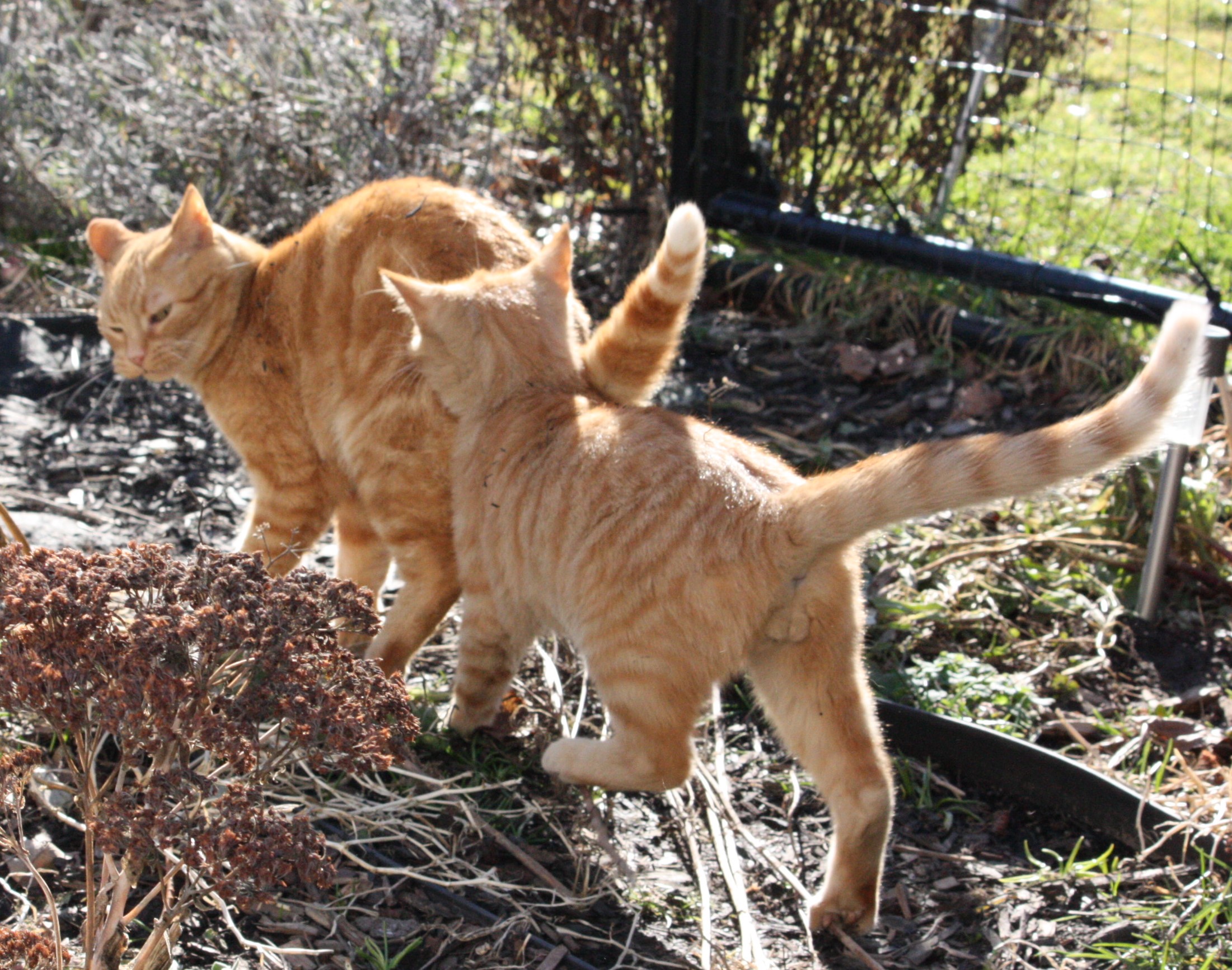 Friday Felines – Wandering Cat Studio