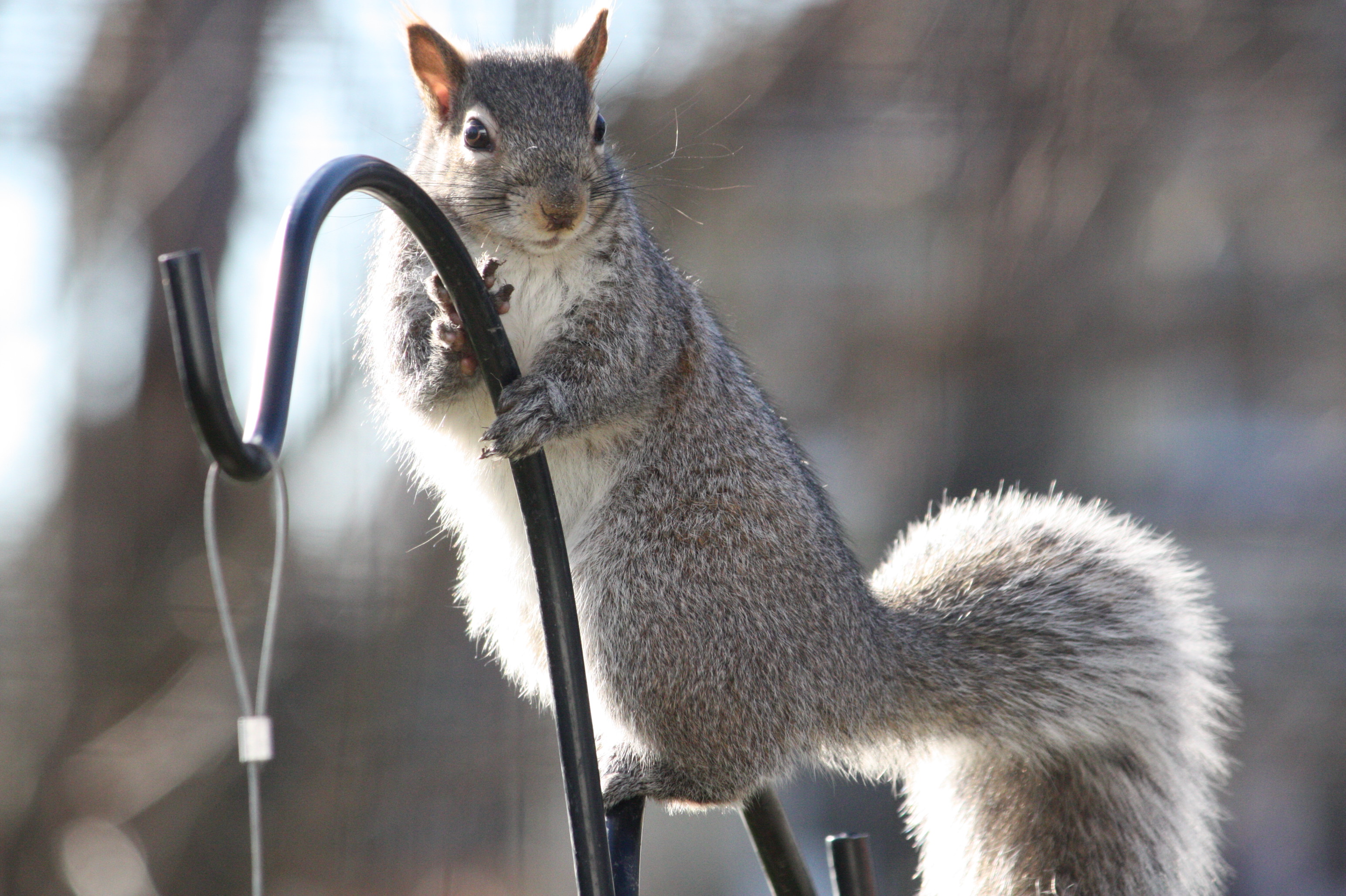 Getting squirrely – Wandering Cat Studio
