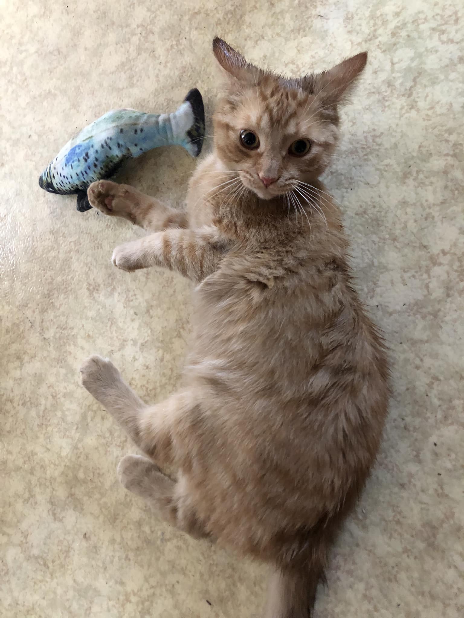 It’s time… – Wandering Cat Studio