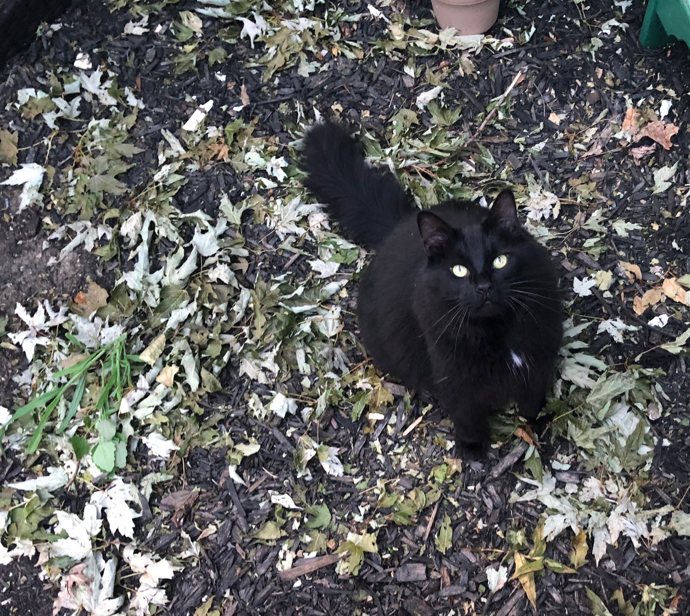 The storm after the storm – Wandering Cat Studio