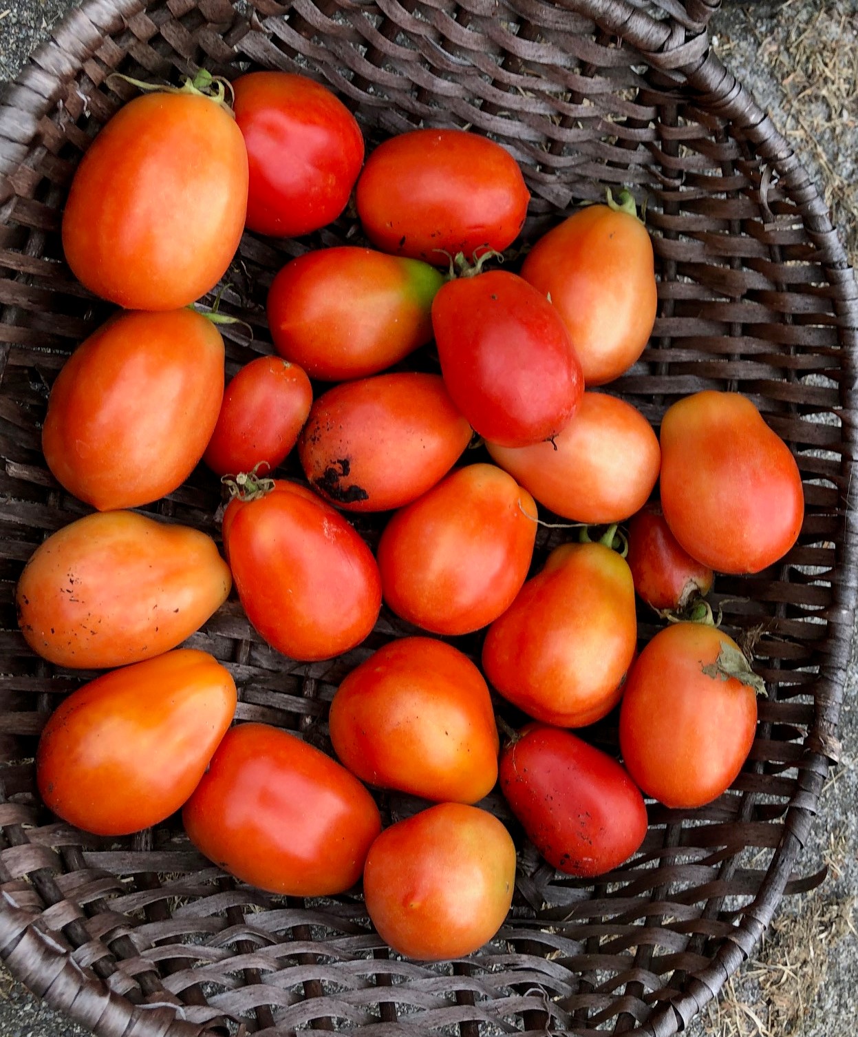 Squashed tomatoes – Wandering Cat Studio