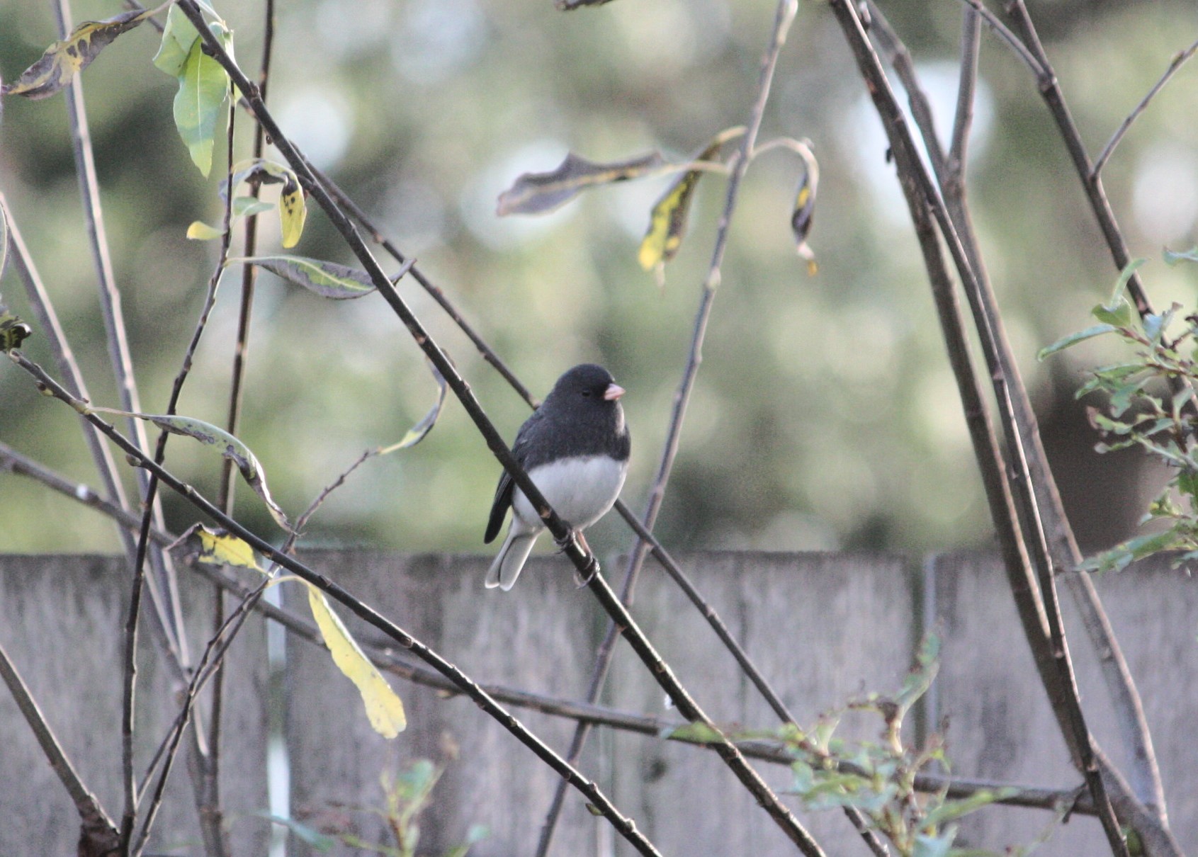 Juncos – Wandering Cat Studio