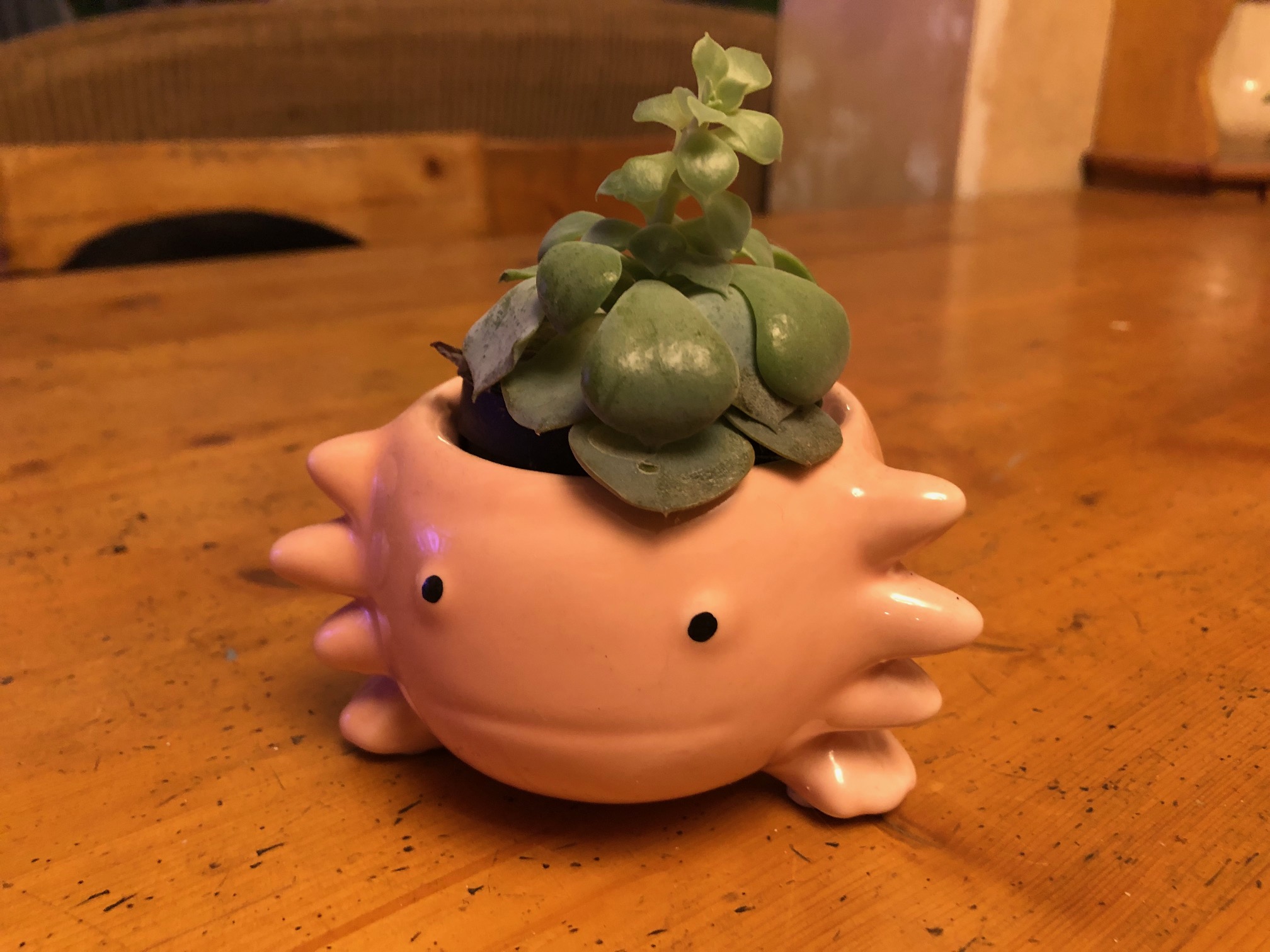 Turning inward – Wandering Cat Studio