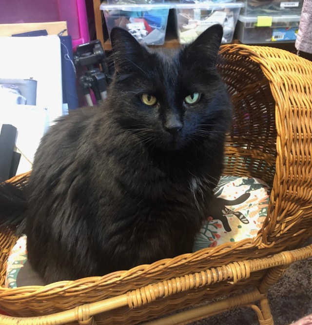 LBB Needs You! – Wandering Cat Studio