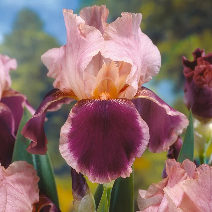 New kids on the block – Wandering Cat Studio