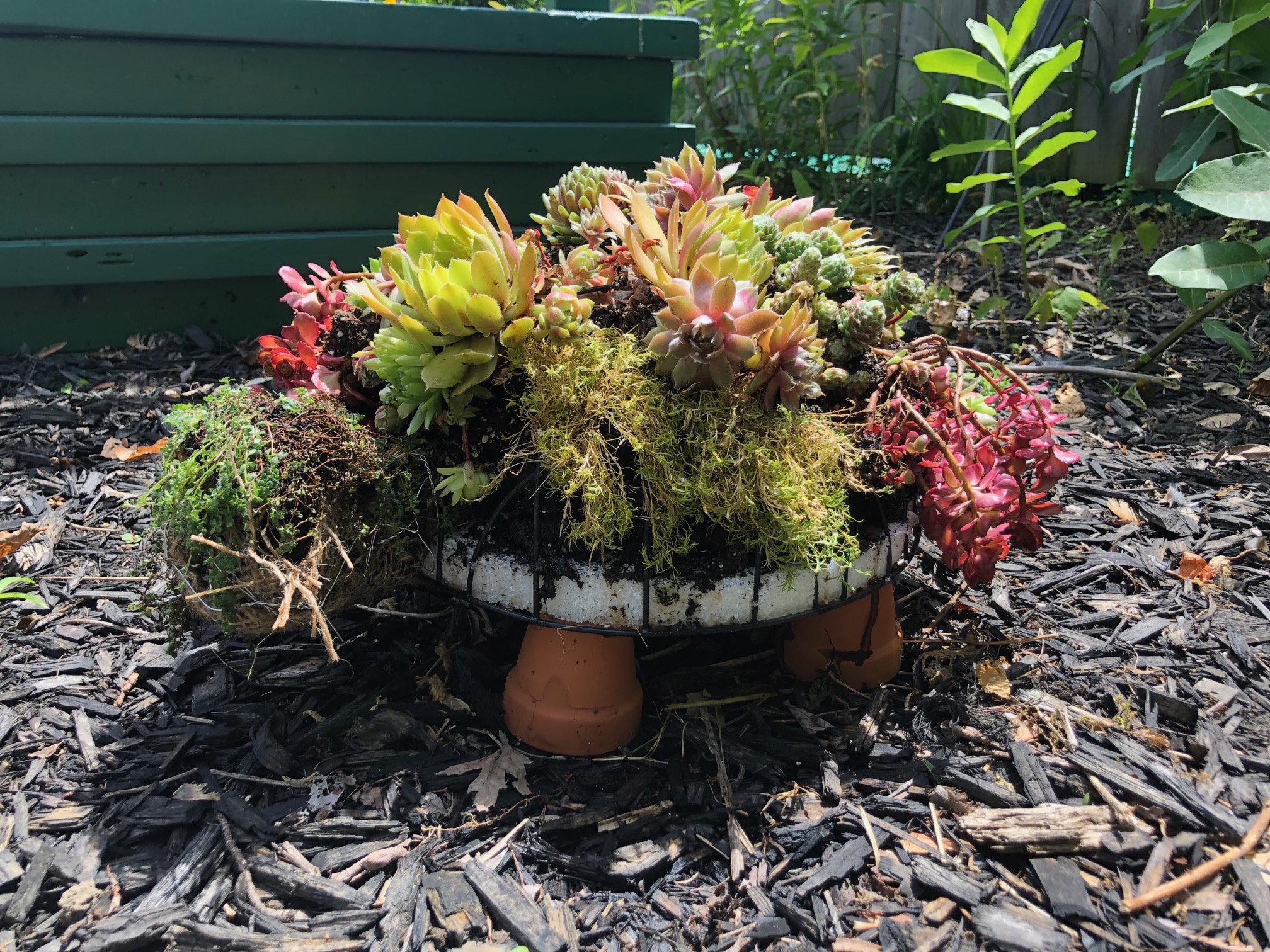 Turtle Topiary – Wandering Cat Studio