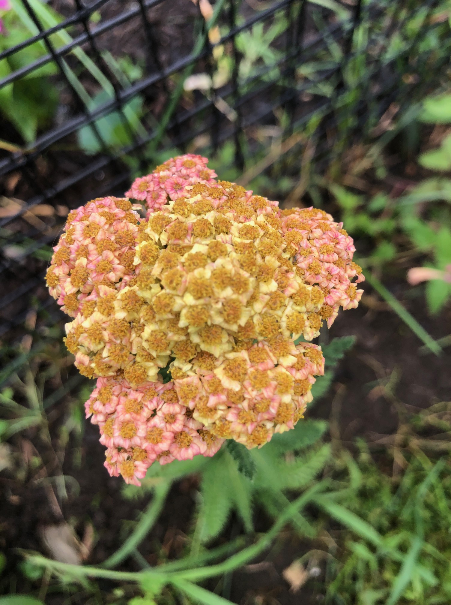 An Ode to Yarrow – Wandering Cat Studio
