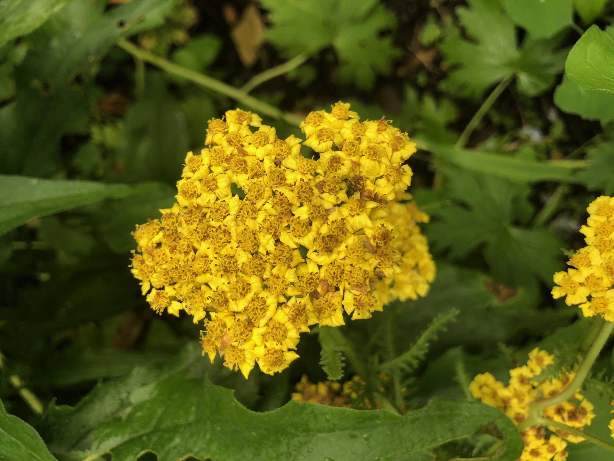 An Ode to Yarrow – Wandering Cat Studio