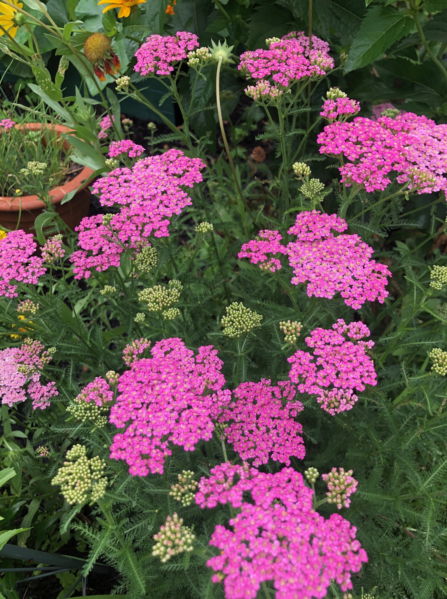 An Ode to Yarrow – Wandering Cat Studio