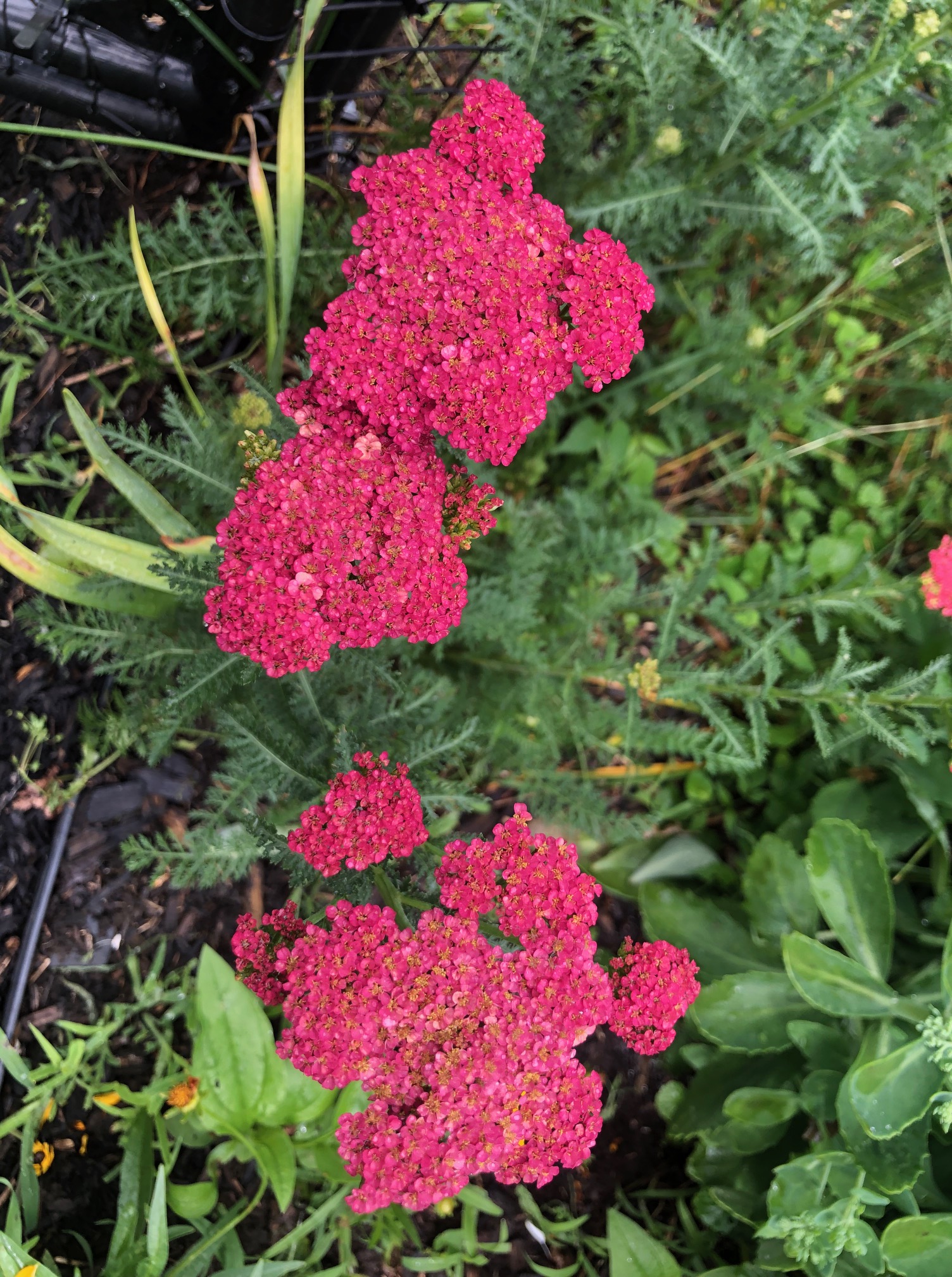 An Ode to Yarrow – Wandering Cat Studio