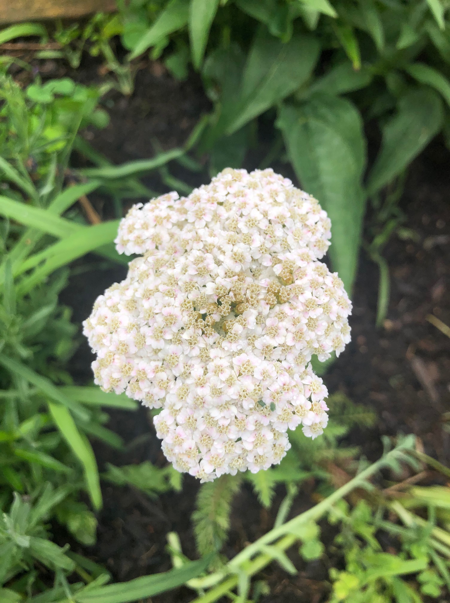 An Ode to Yarrow – Wandering Cat Studio