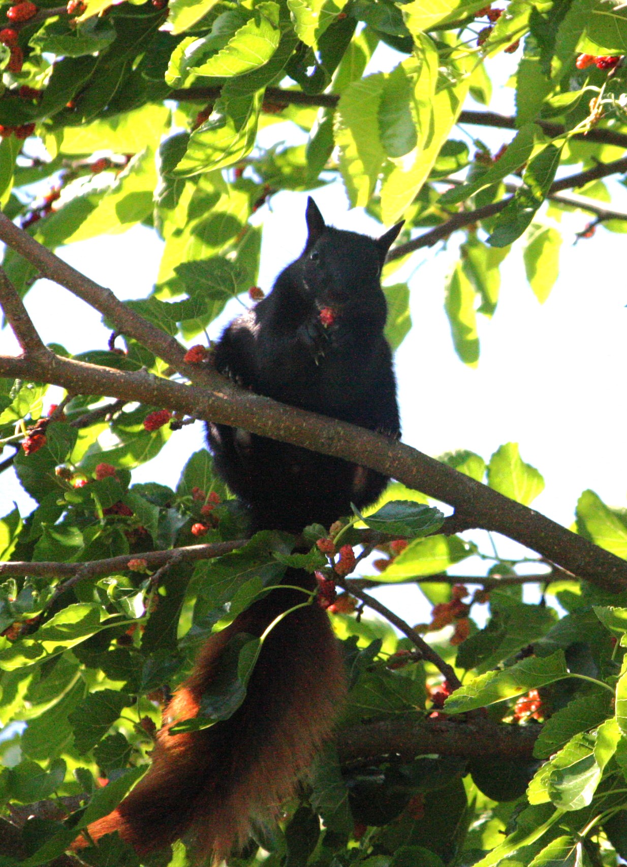 Wings and things – Wandering Cat Studio