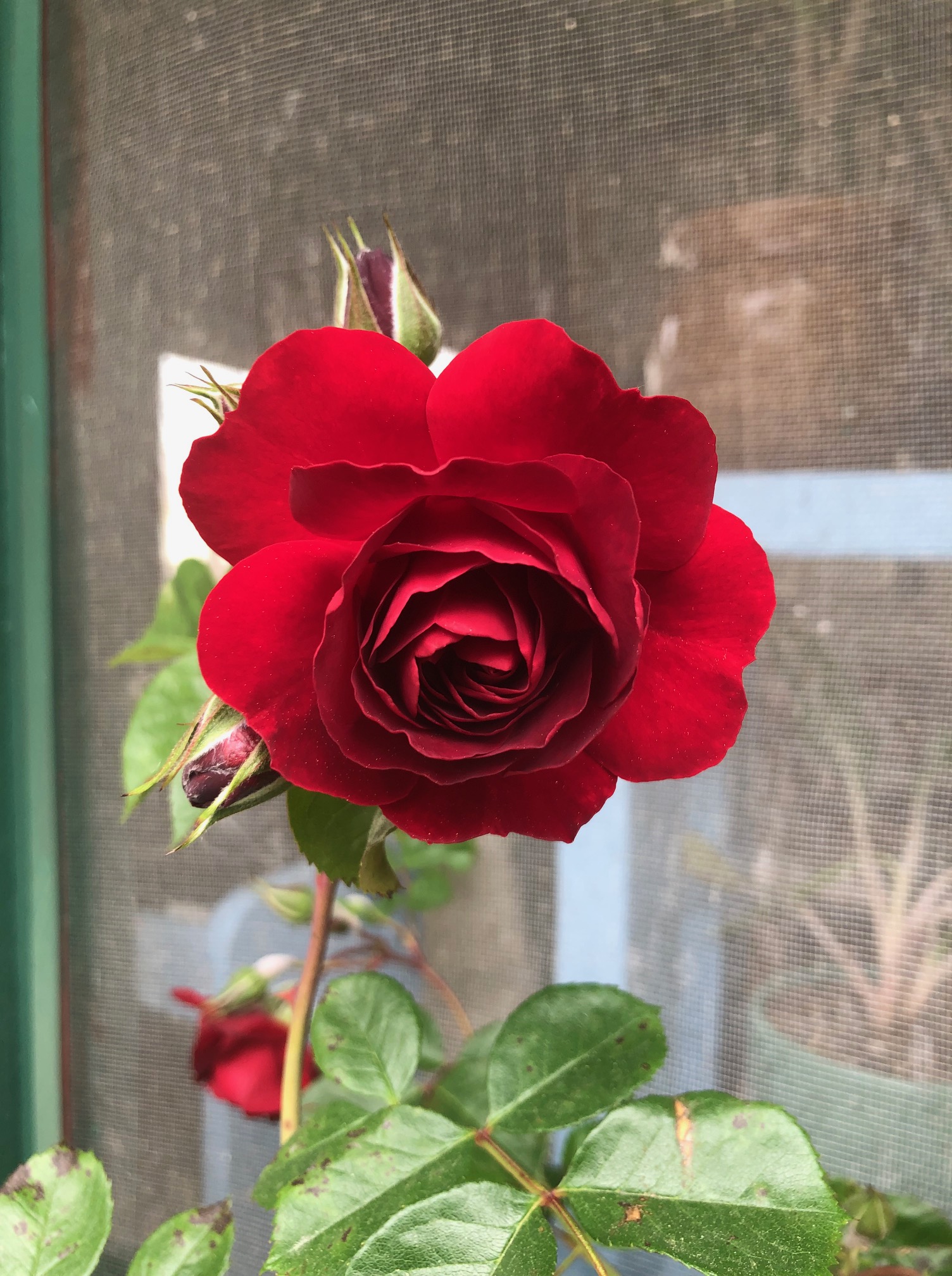 Weird and wonderful – Wandering Cat Studio