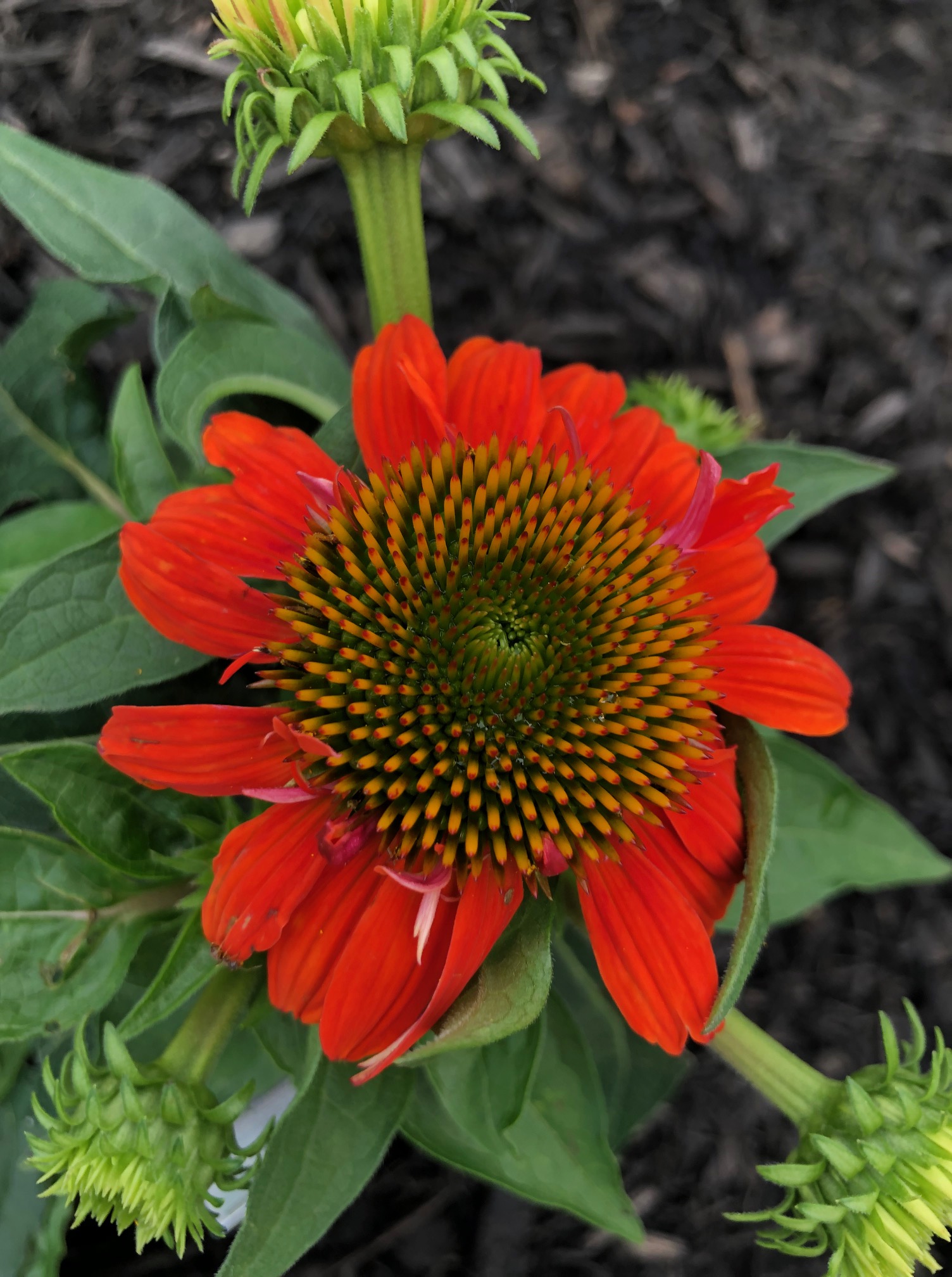 Expansion and celebration – Wandering Cat Studio