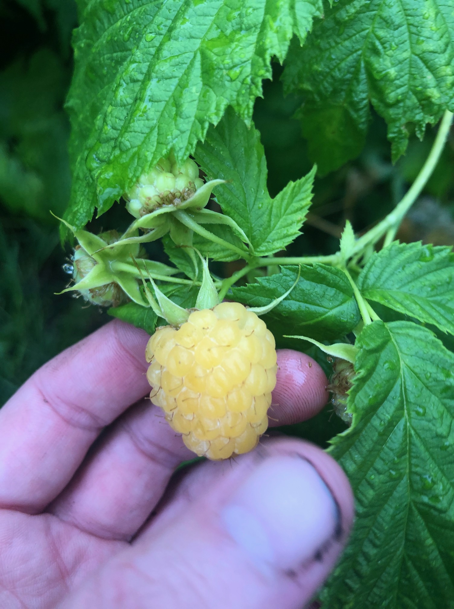 Green bounty – Wandering Cat Studio