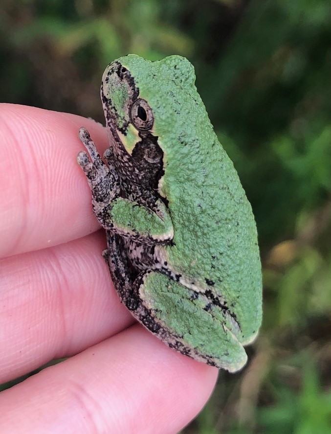 Tiny Tree Frog Tuesday – Wandering Cat Studio