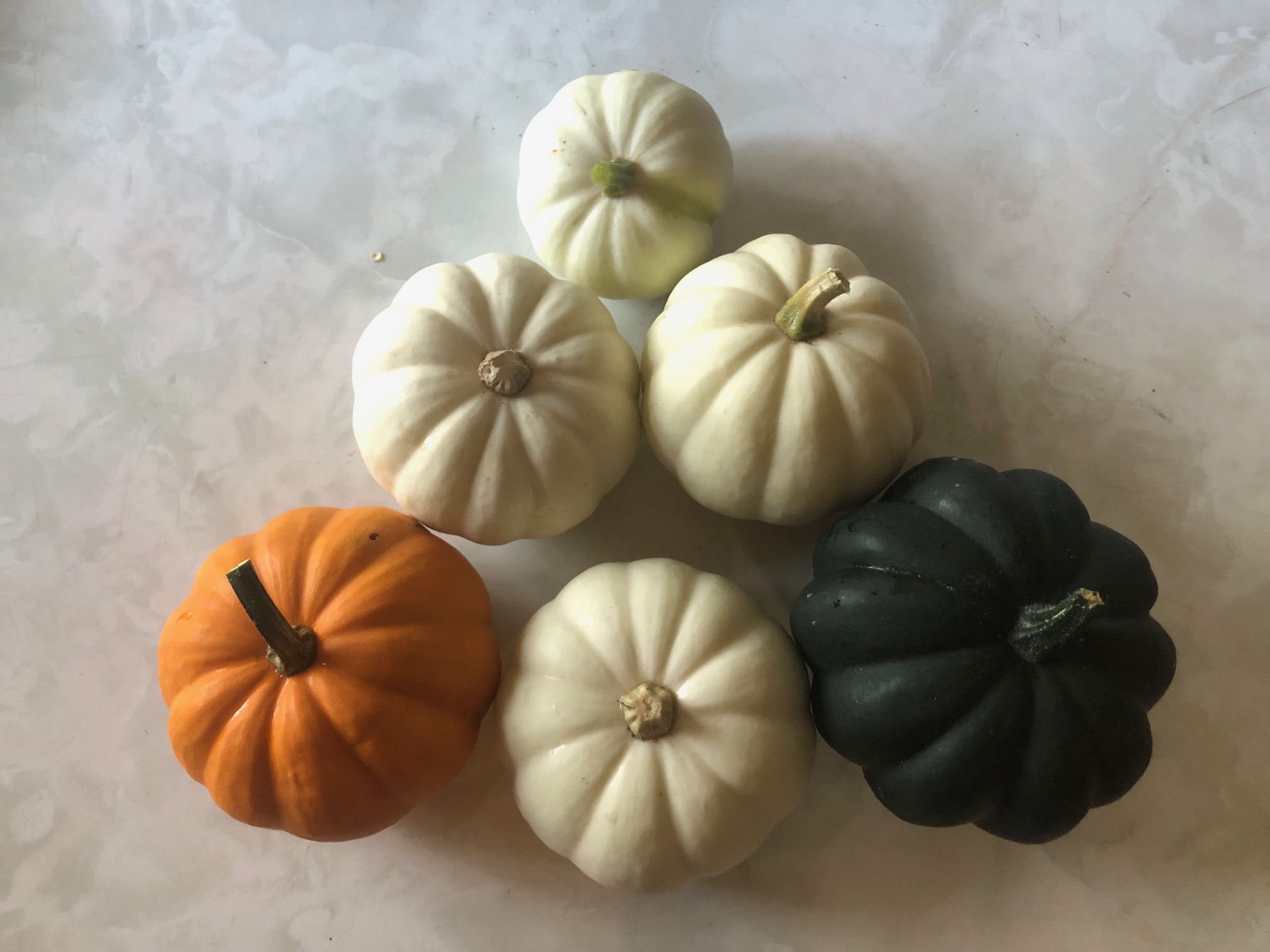 Hello Gourdgeous – Wandering Cat Studio