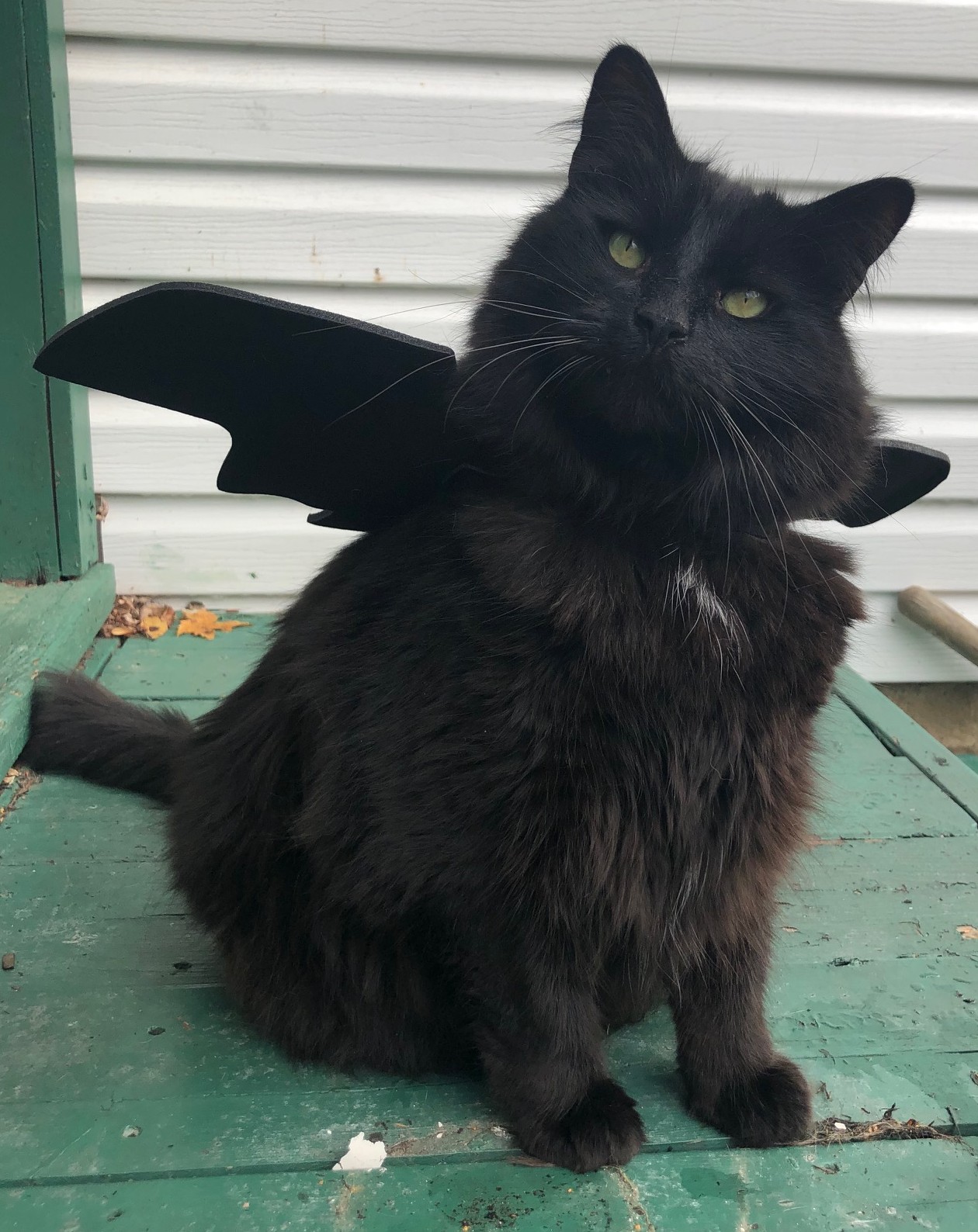 Friday felines – Wandering Cat Studio