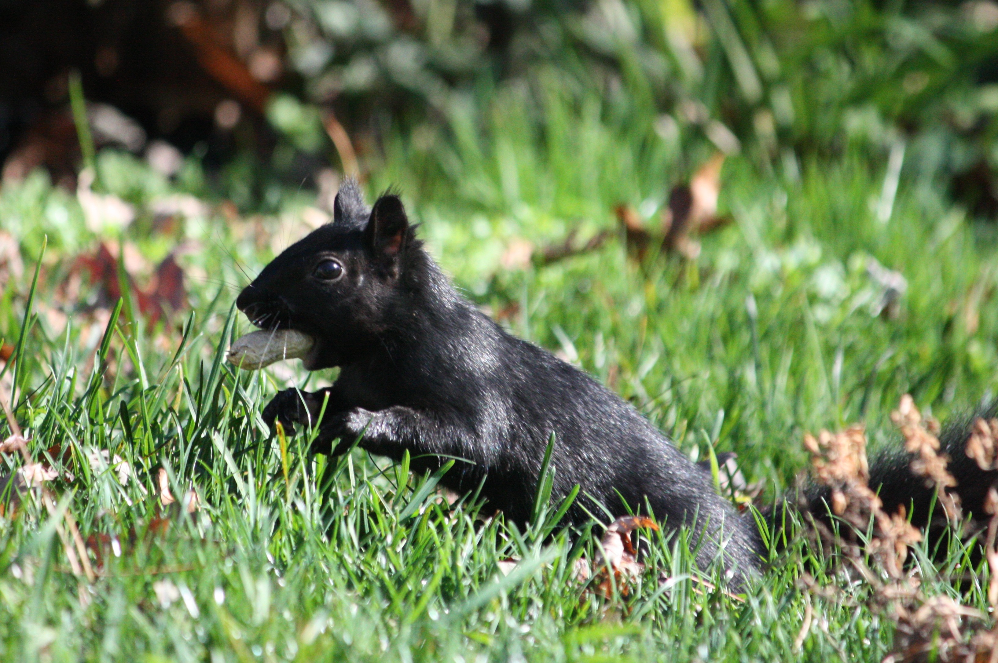 Feeling Squirrelly – Wandering Cat Studio