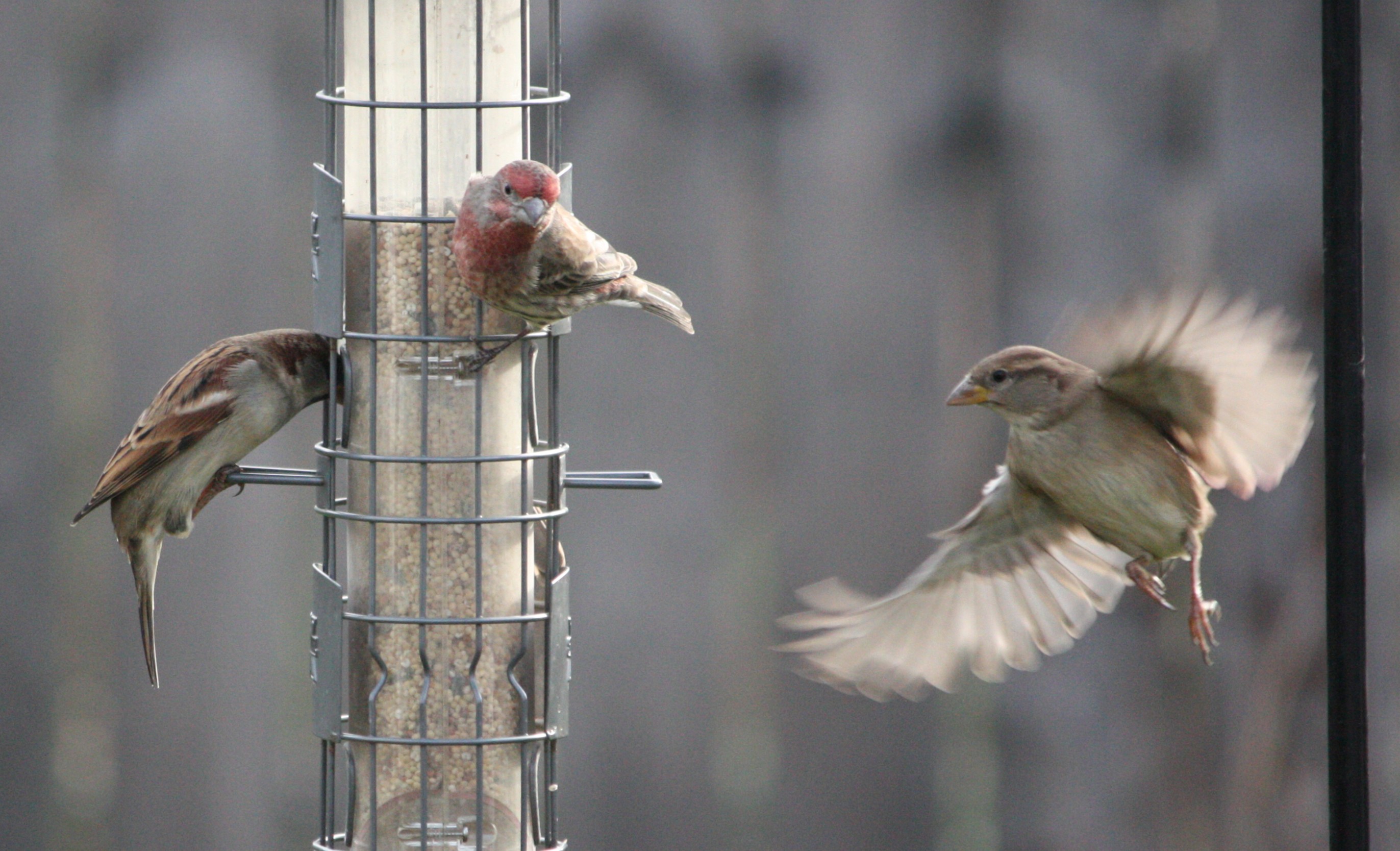 Finches at the feeder – Wandering Cat Studio