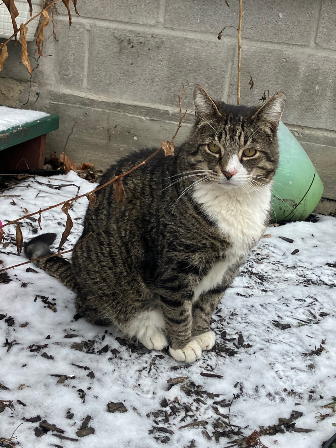 Snow cats – Wandering Cat Studio