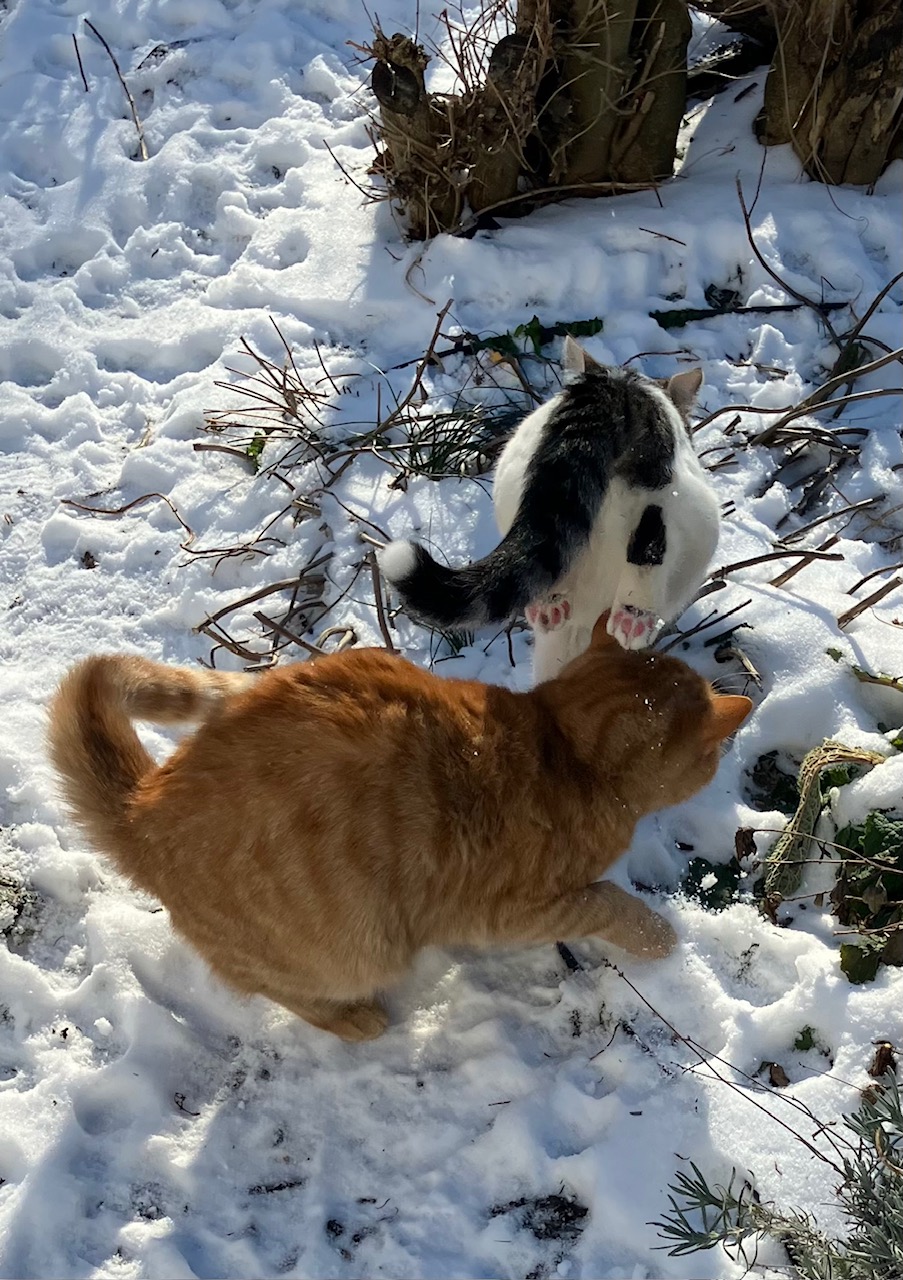 Snow cats – Wandering Cat Studio