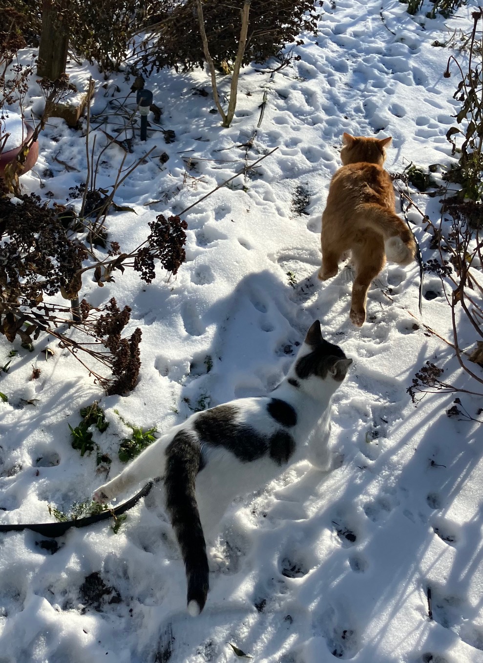 Snow cats – Wandering Cat Studio