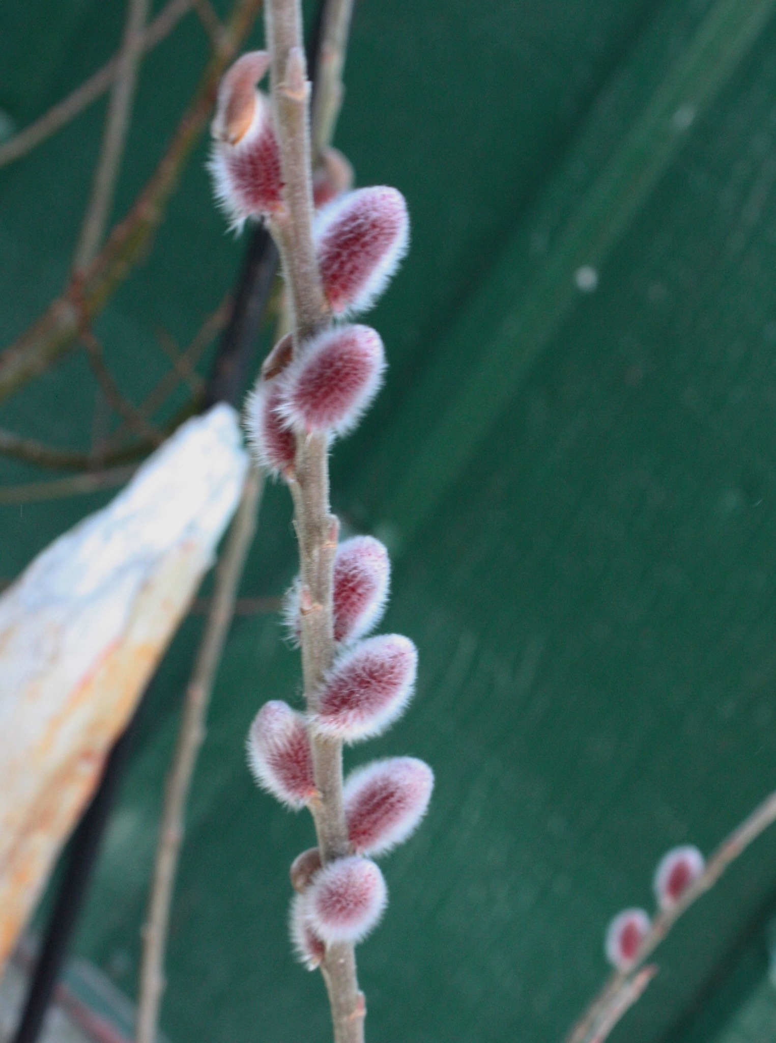 Show me the pink! – Wandering Cat Studio