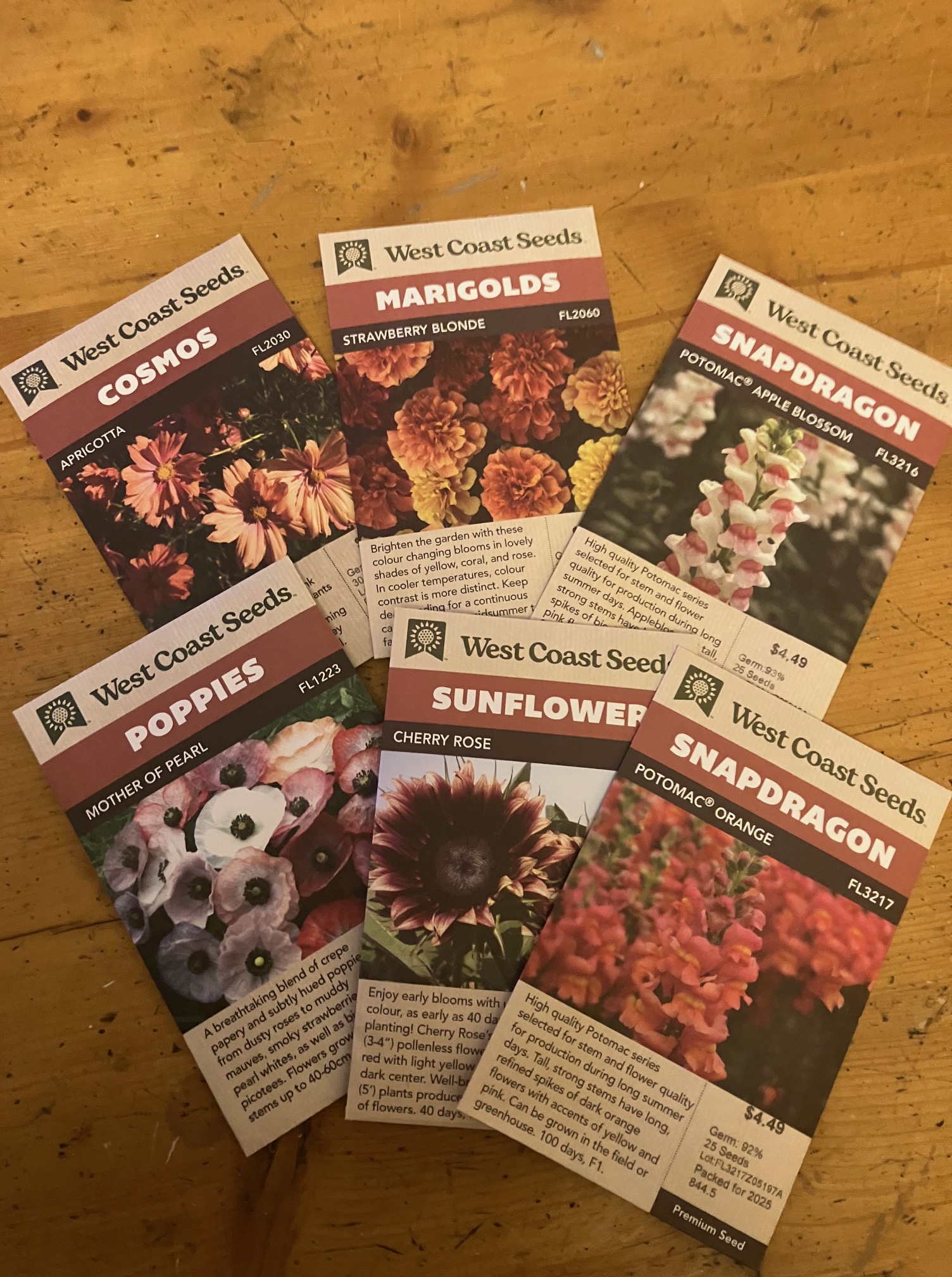 Little packets of wonder – Wandering Cat Studio