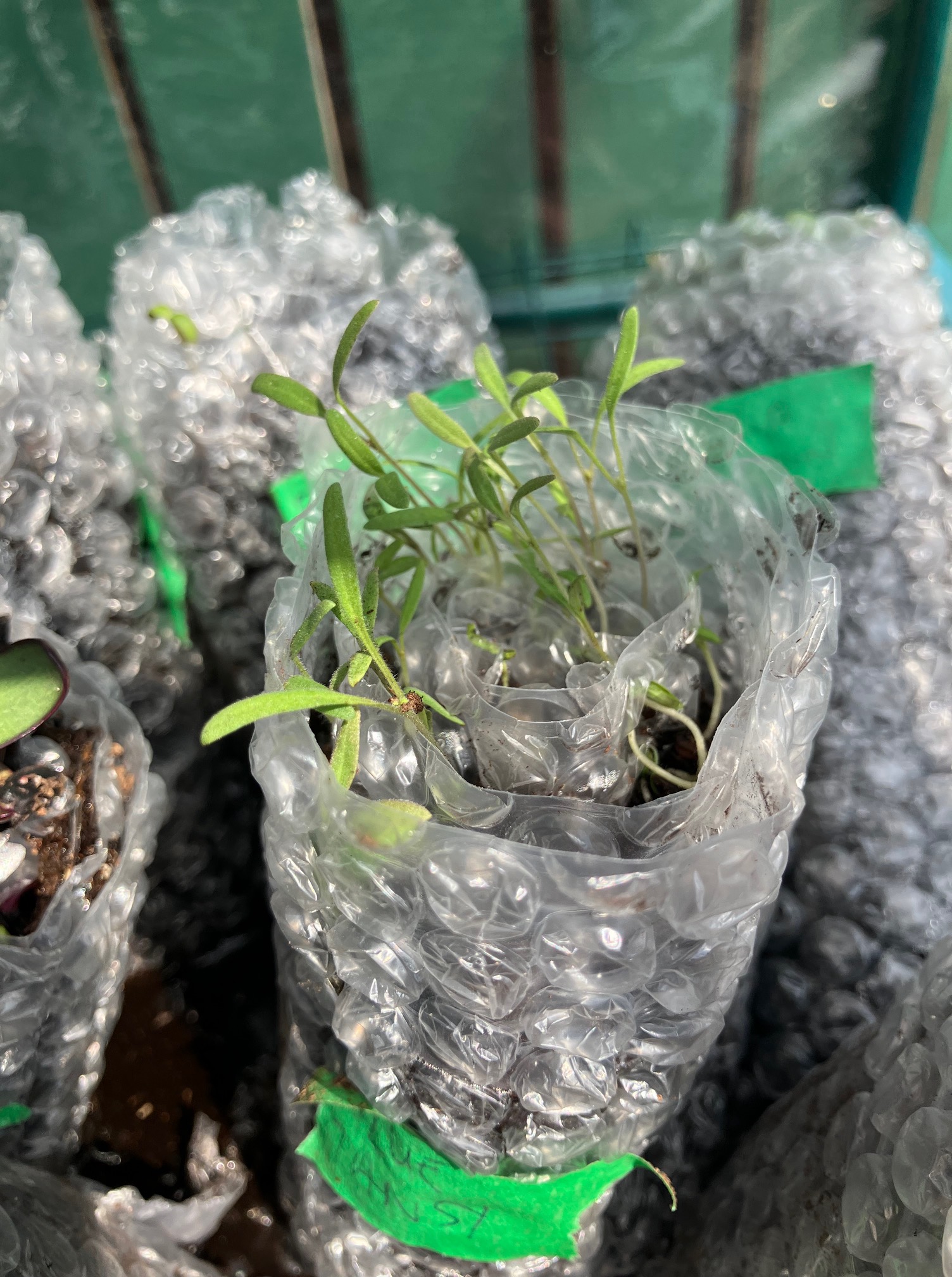 Seed snails – Wandering Cat Studio