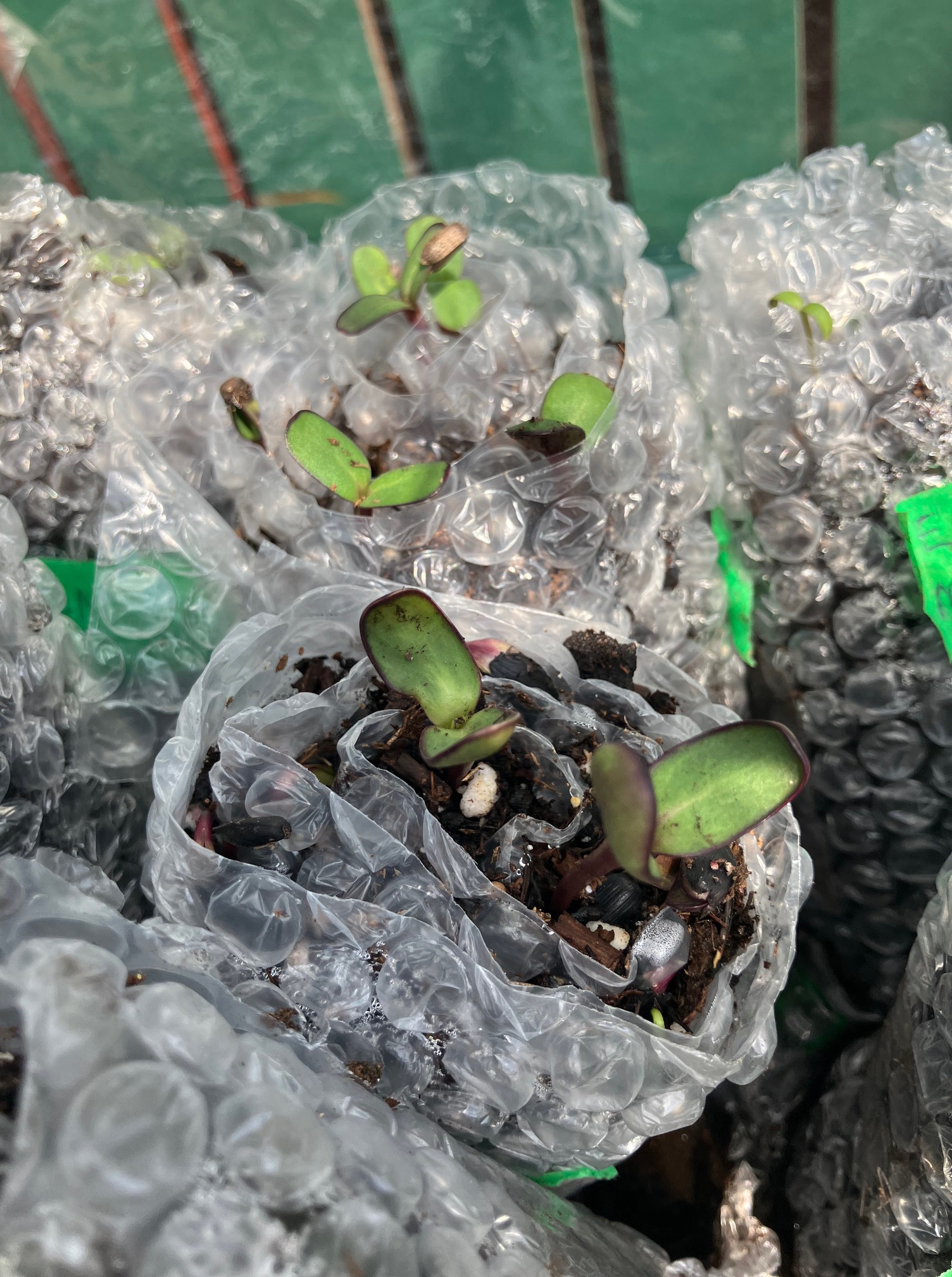 Seed snails – Wandering Cat Studio