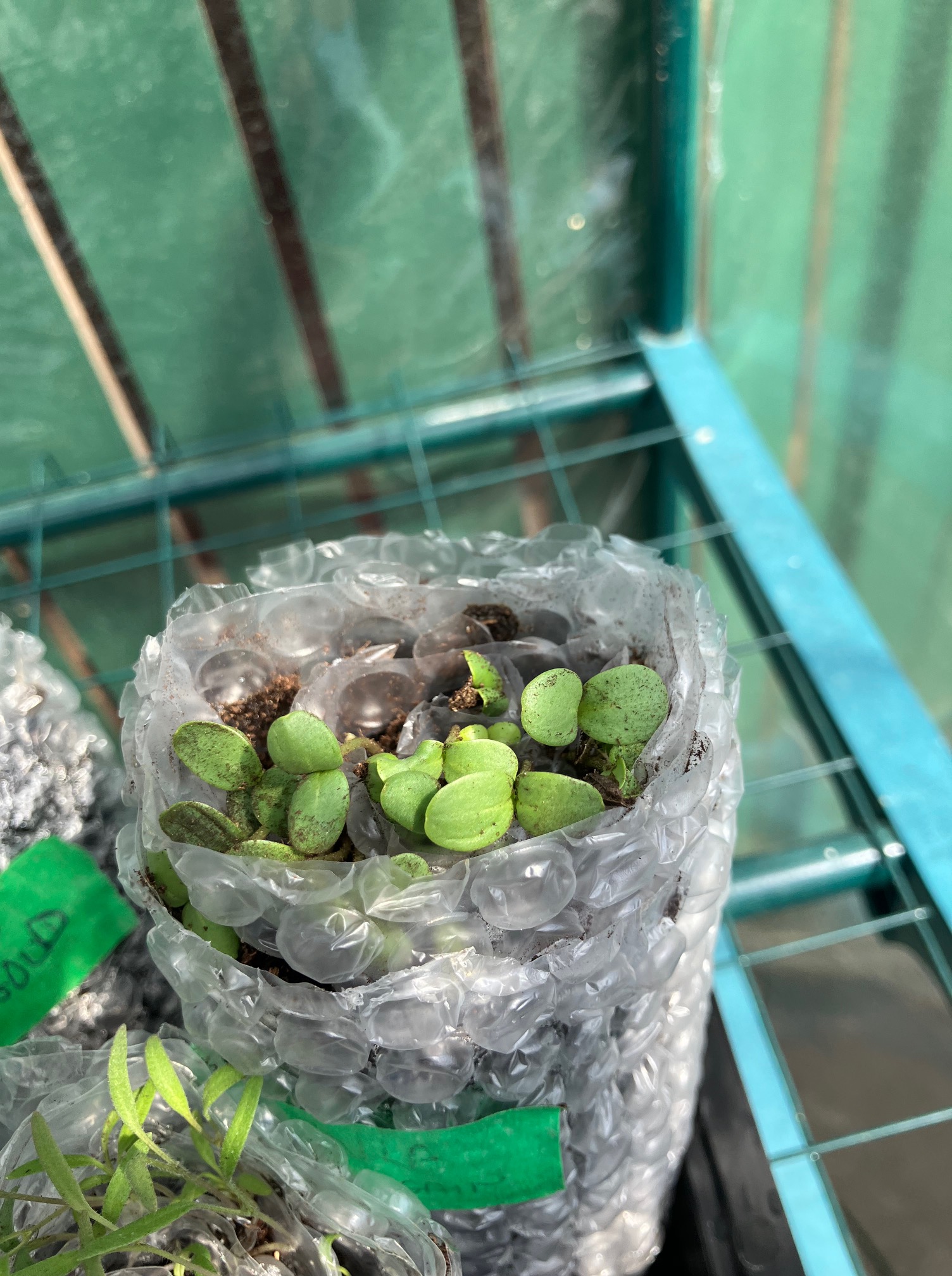 Seed snails – Wandering Cat Studio