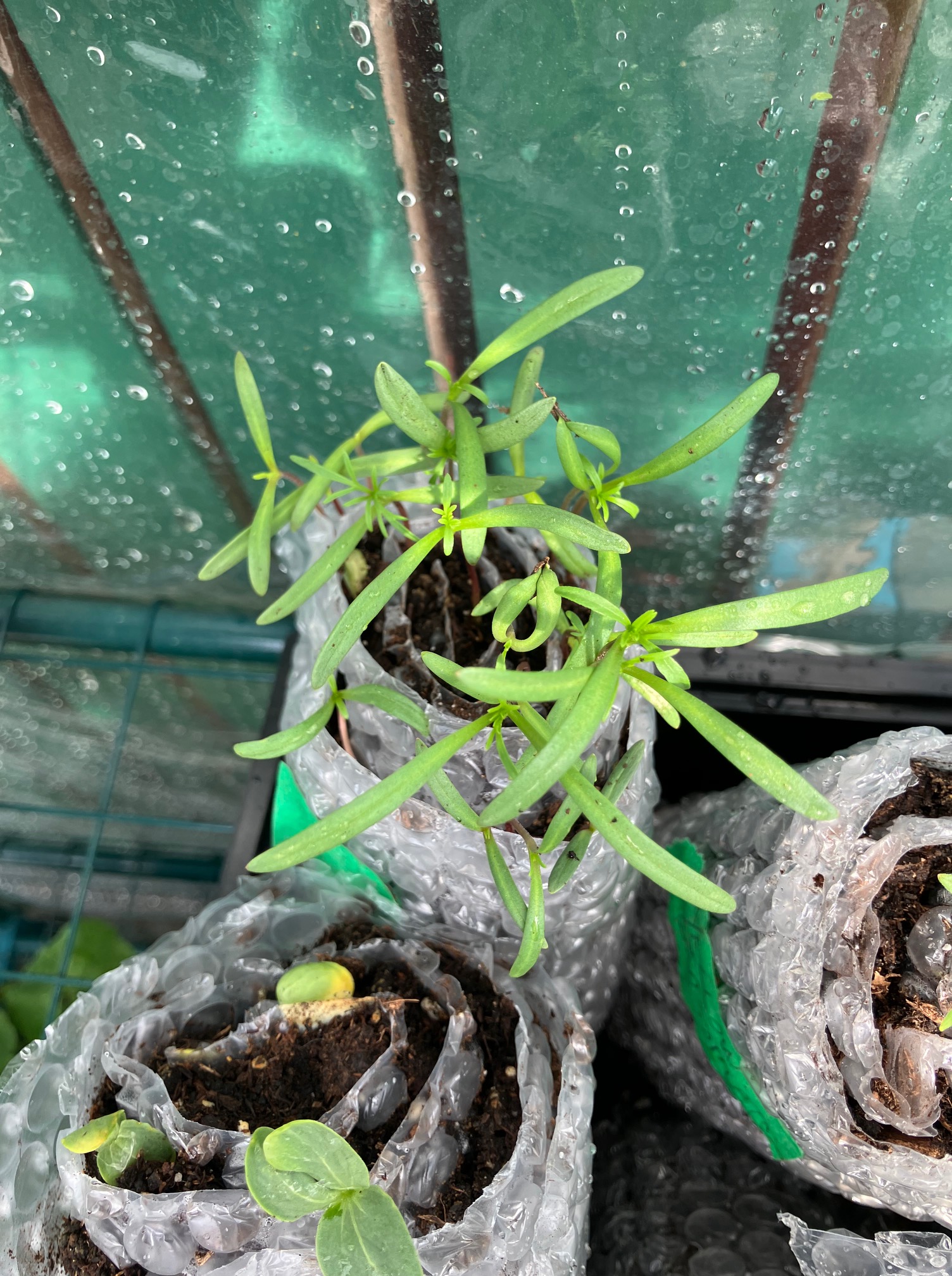 Seedling madness – Wandering Cat Studio