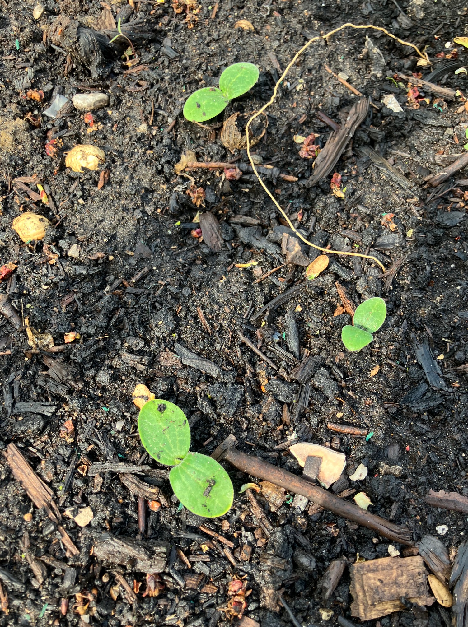 Seedling madness – Wandering Cat Studio