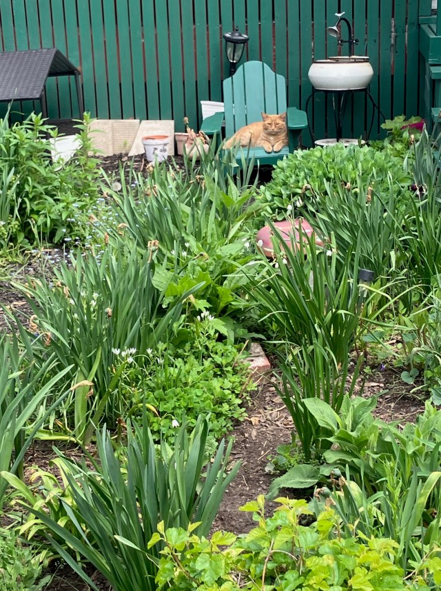 Friday Felines – Wandering Cat Studio