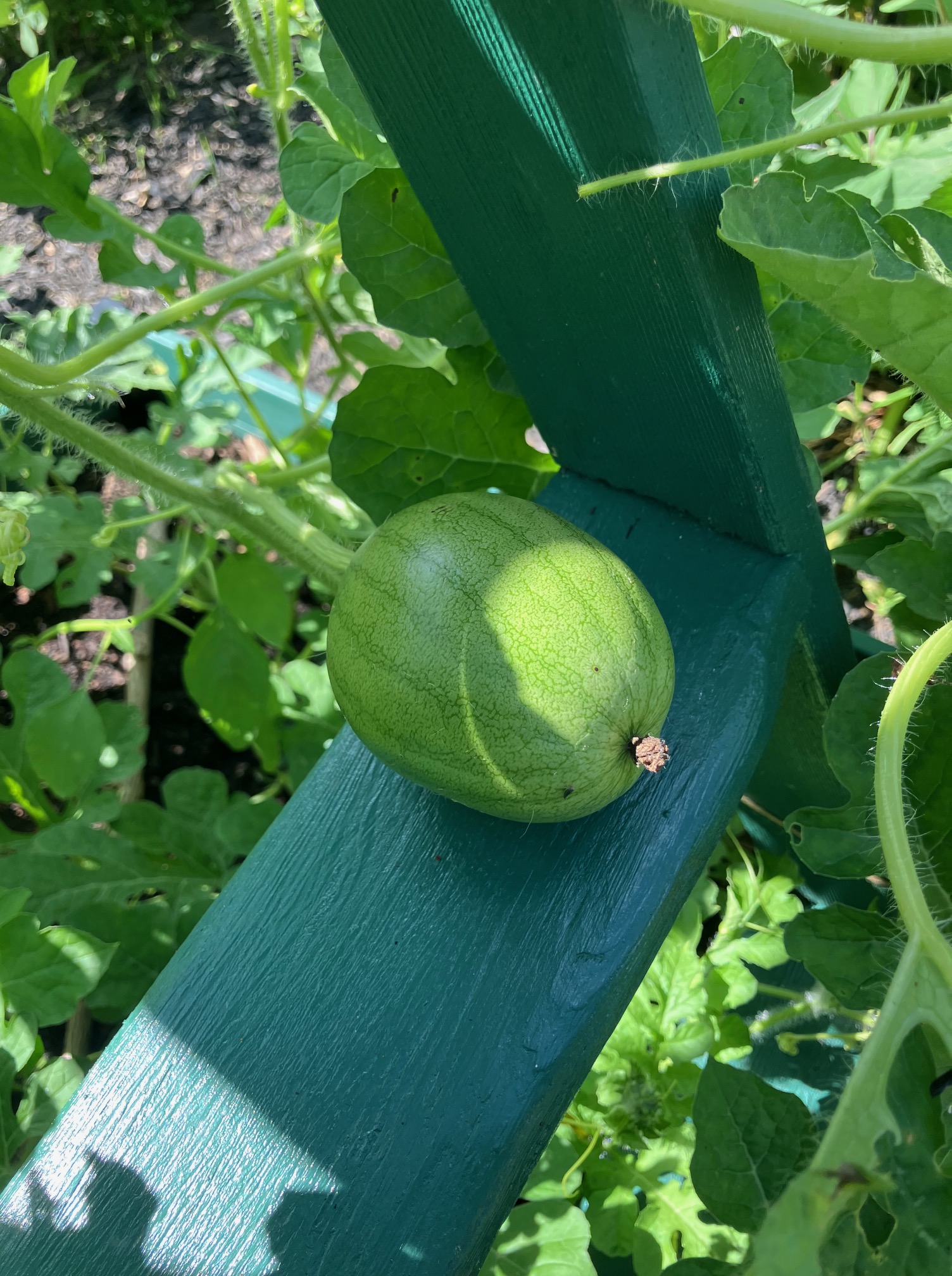 Check out my melons – Wandering Cat Studio