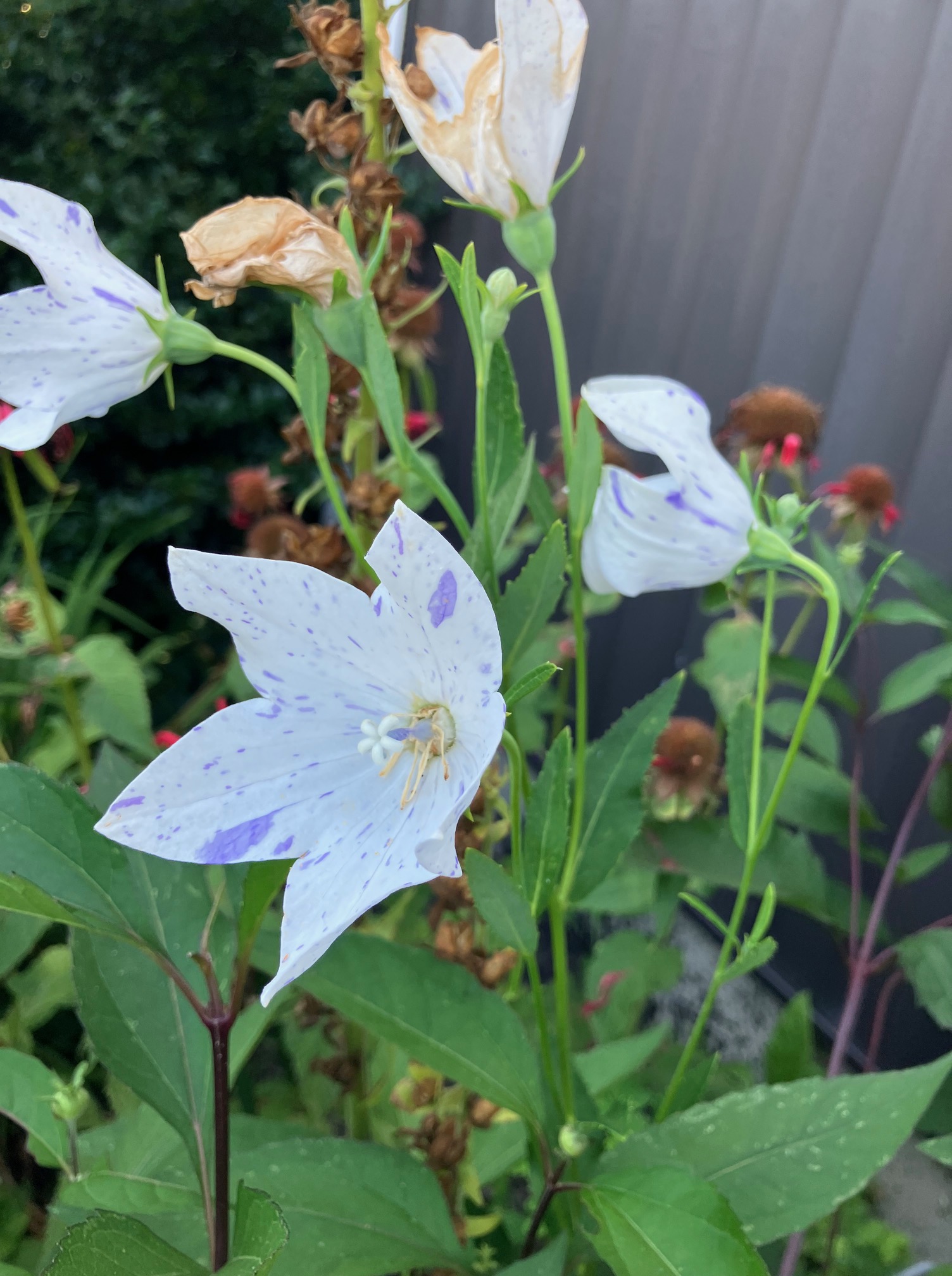 Garden mysteries – Wandering Cat Studio