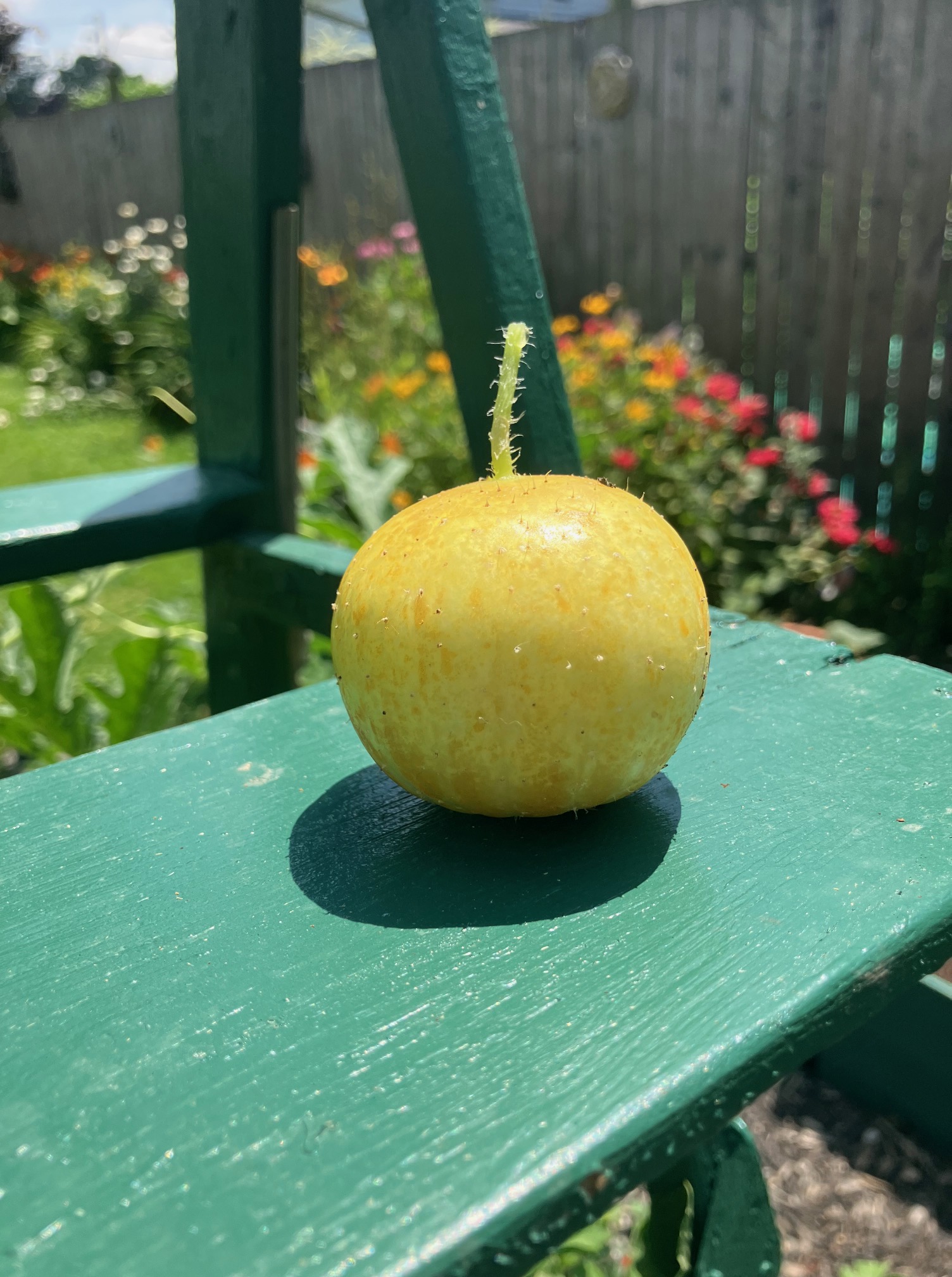 Check out my melons – Wandering Cat Studio