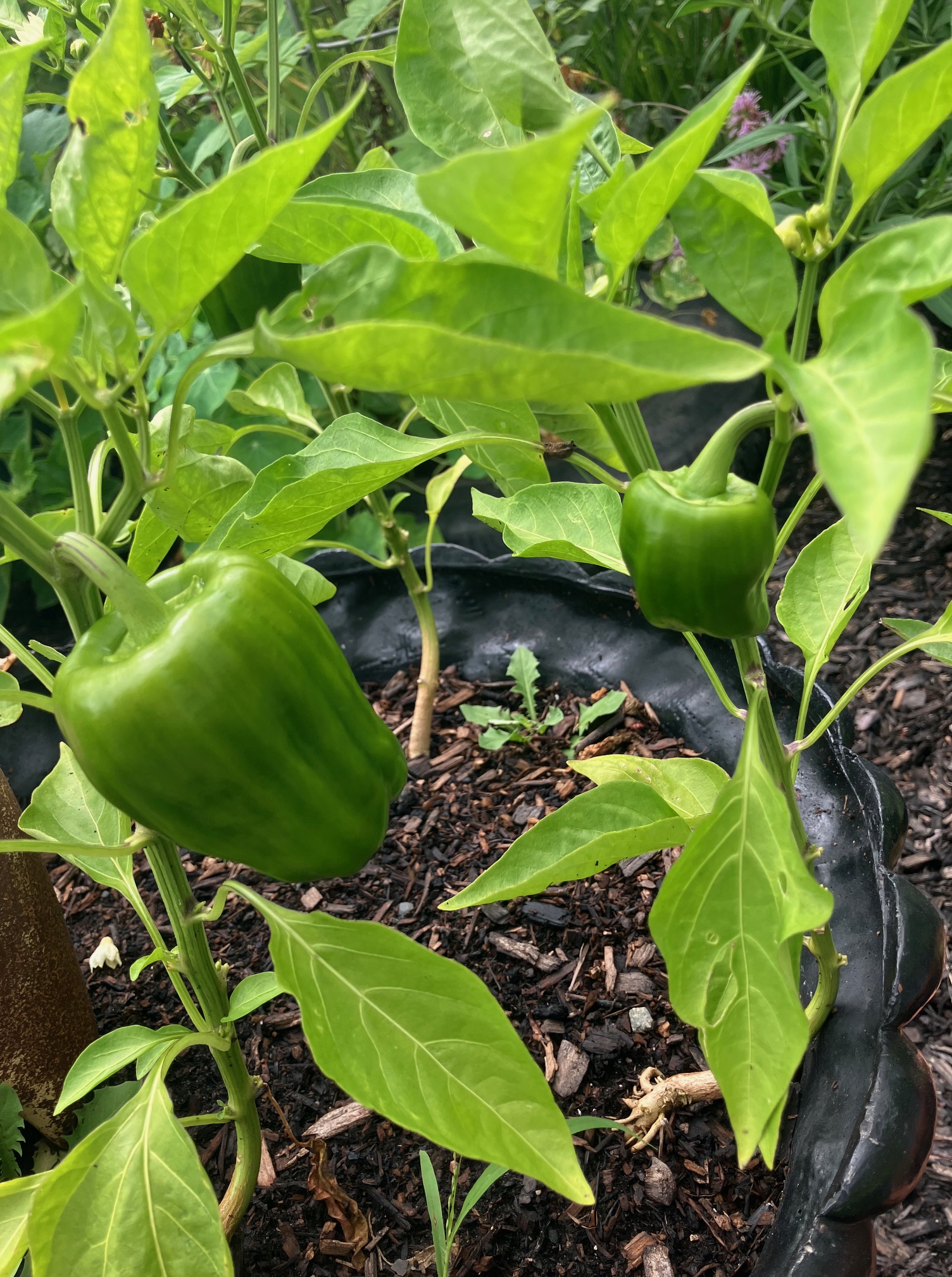 Check out my melons – Wandering Cat Studio