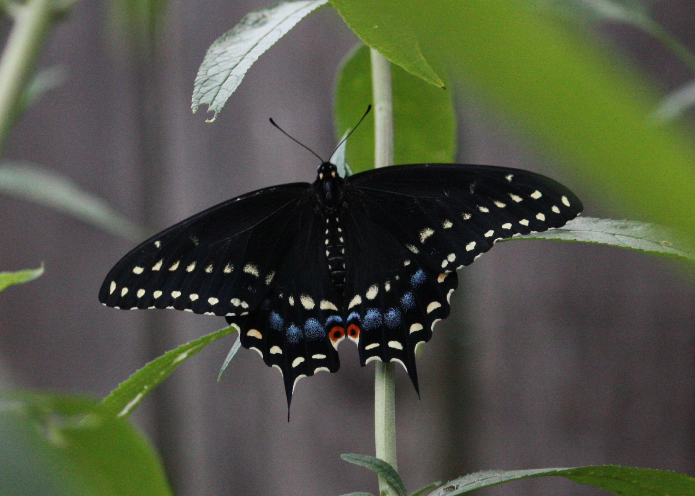 Sick of butterflies yet? – Wandering Cat Studio