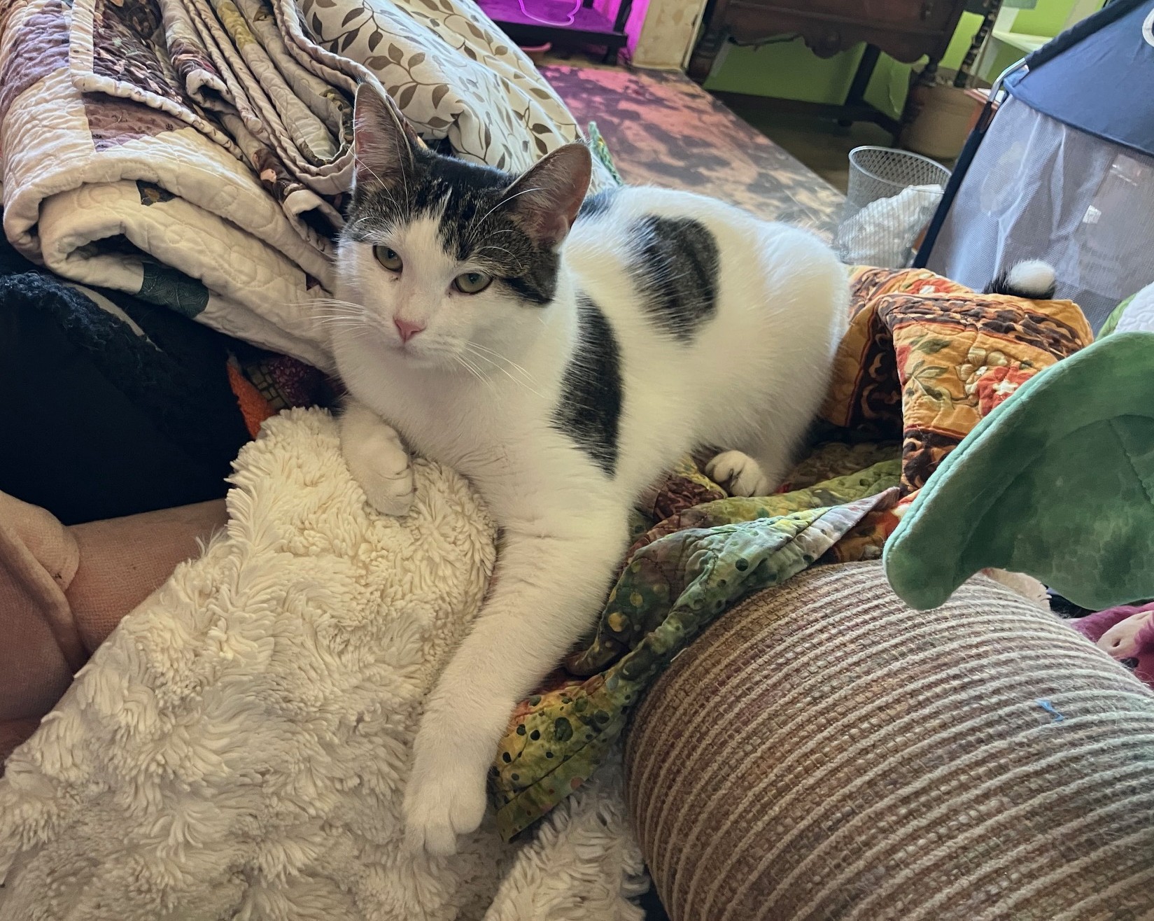 Friday Felines – Wandering Cat Studio