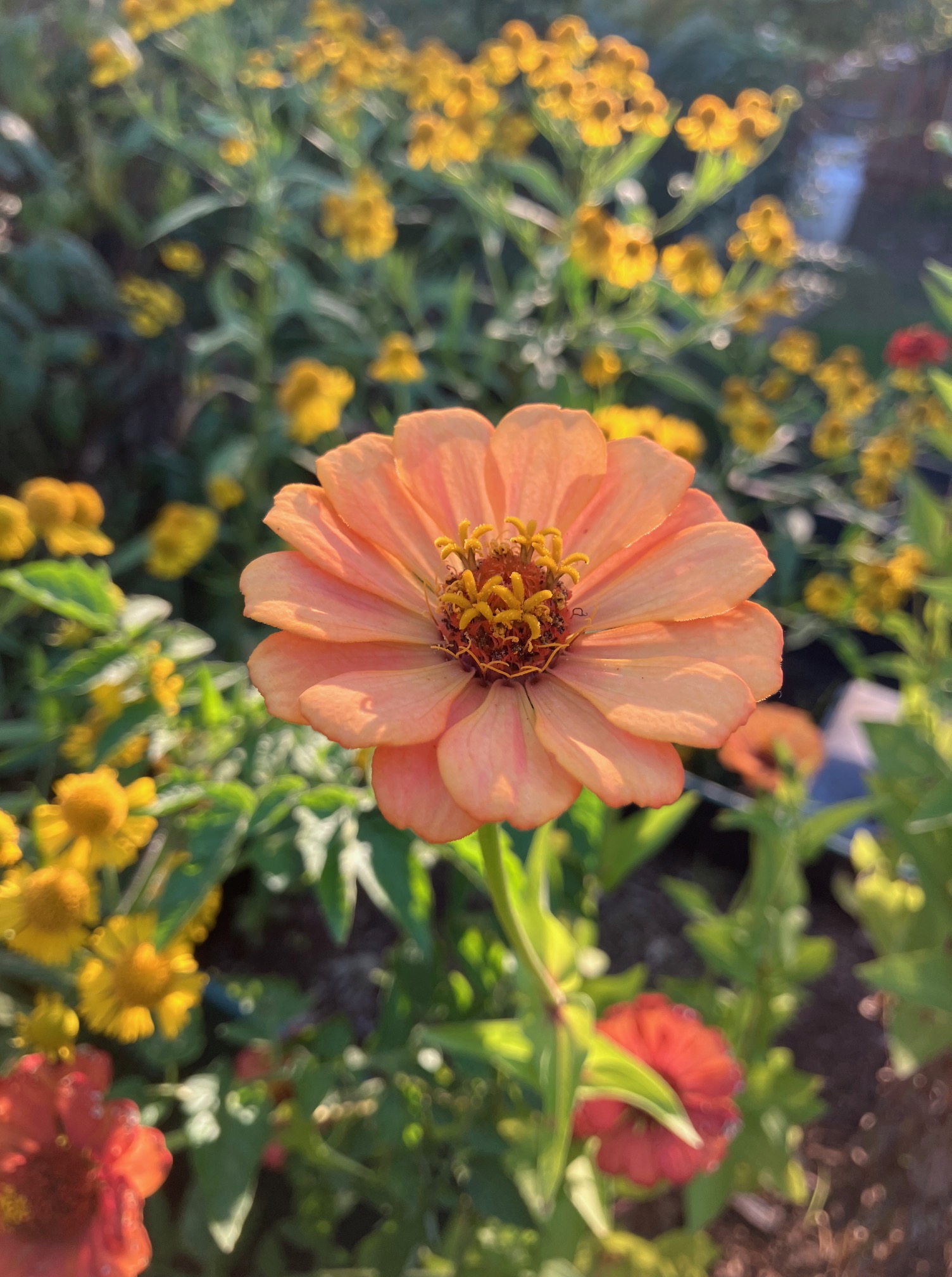 Fall… – Wandering Cat Studio