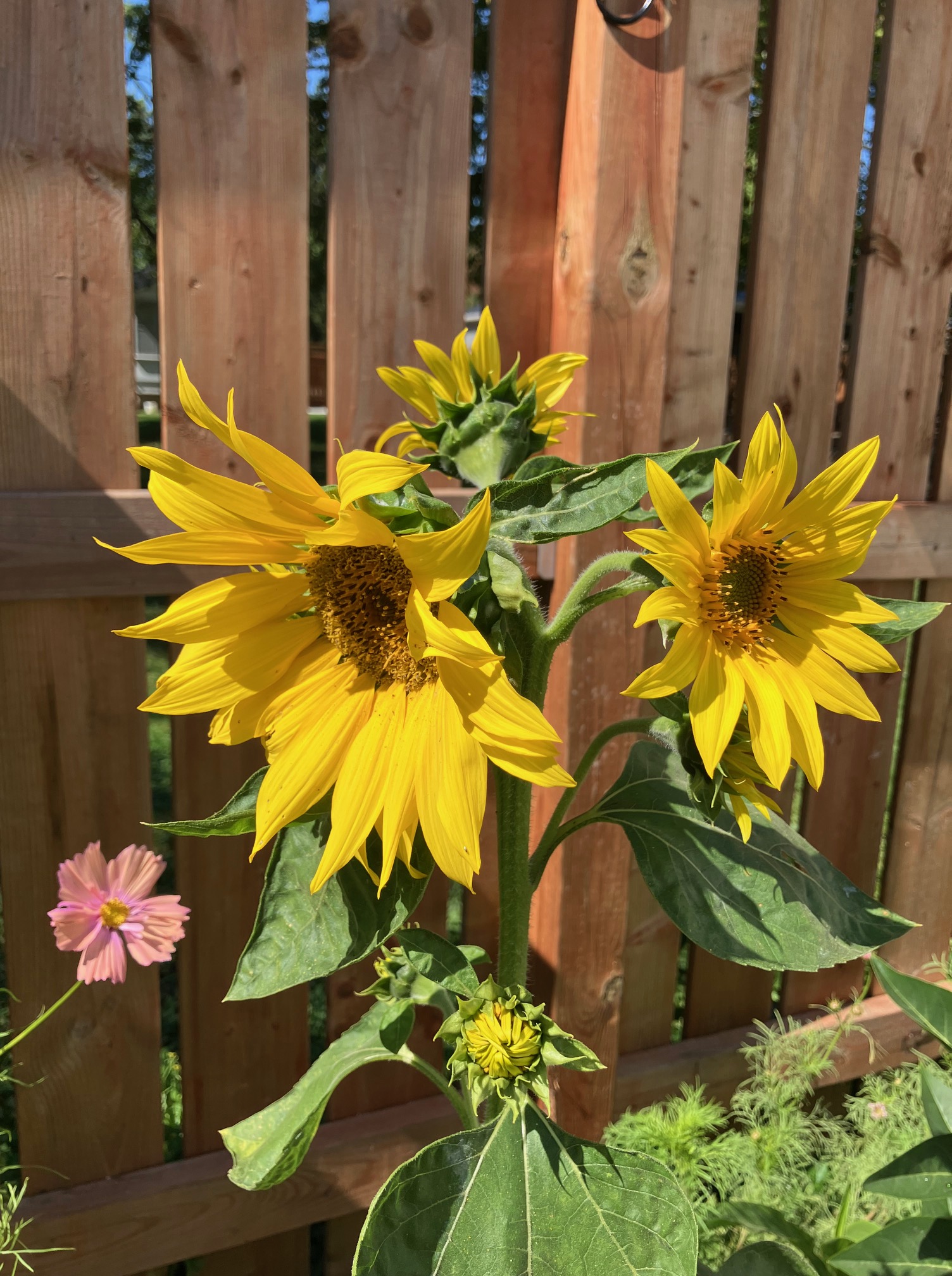 Fall… – Wandering Cat Studio